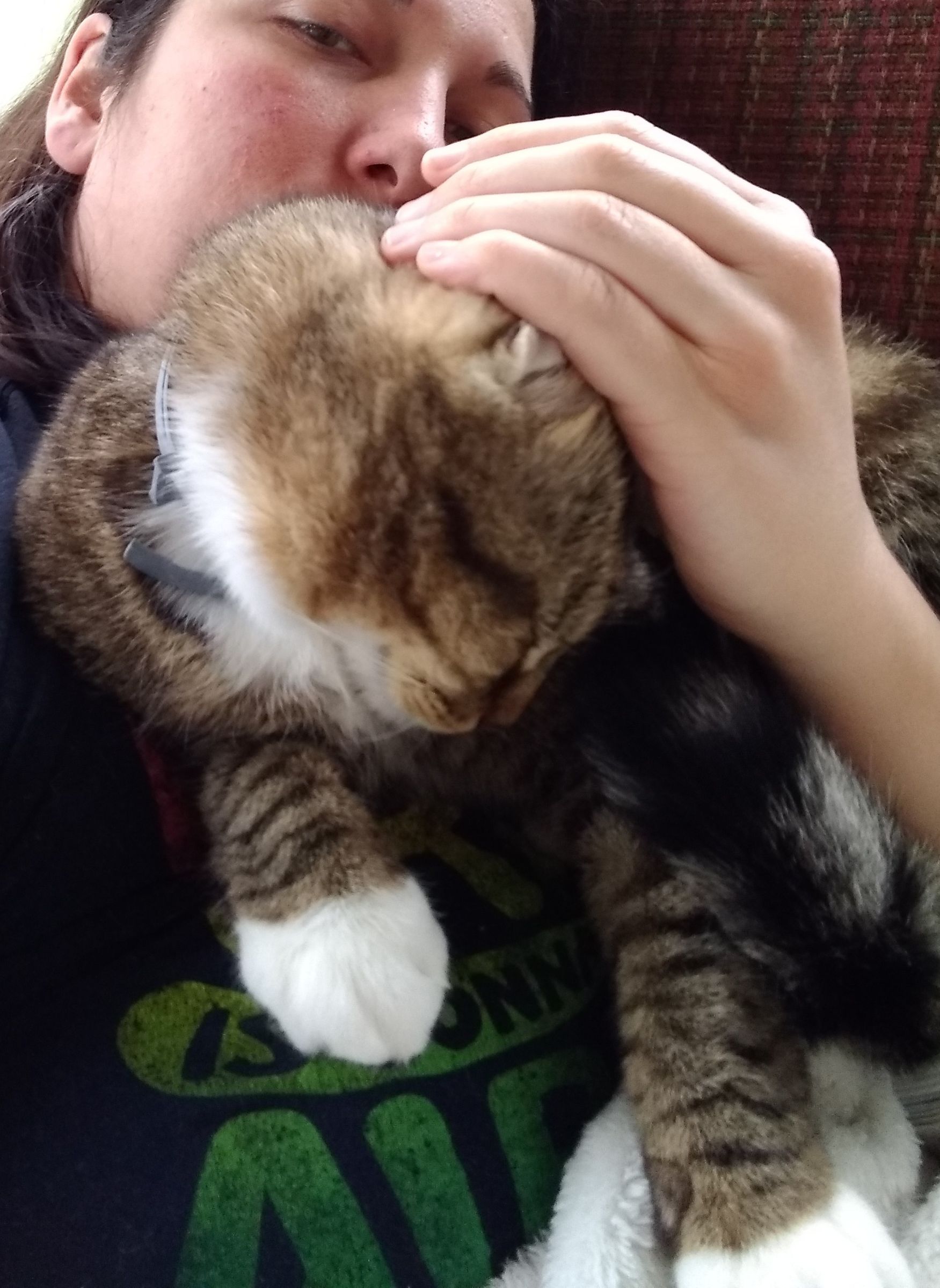 How To: Lull Your Cat to Sleep : 14 Steps (with Pictures) - Instructables