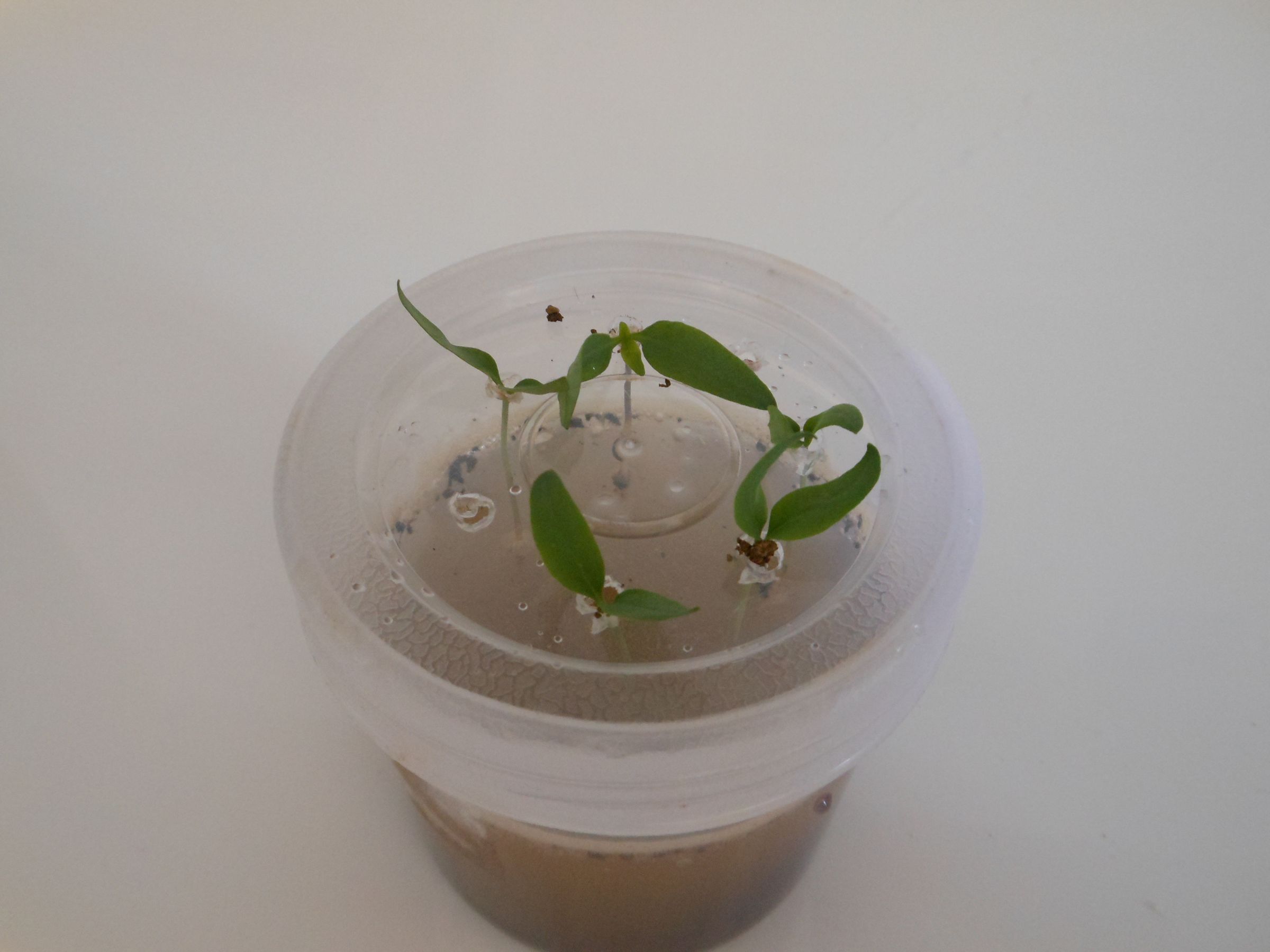 Desktop Plant - Instructables