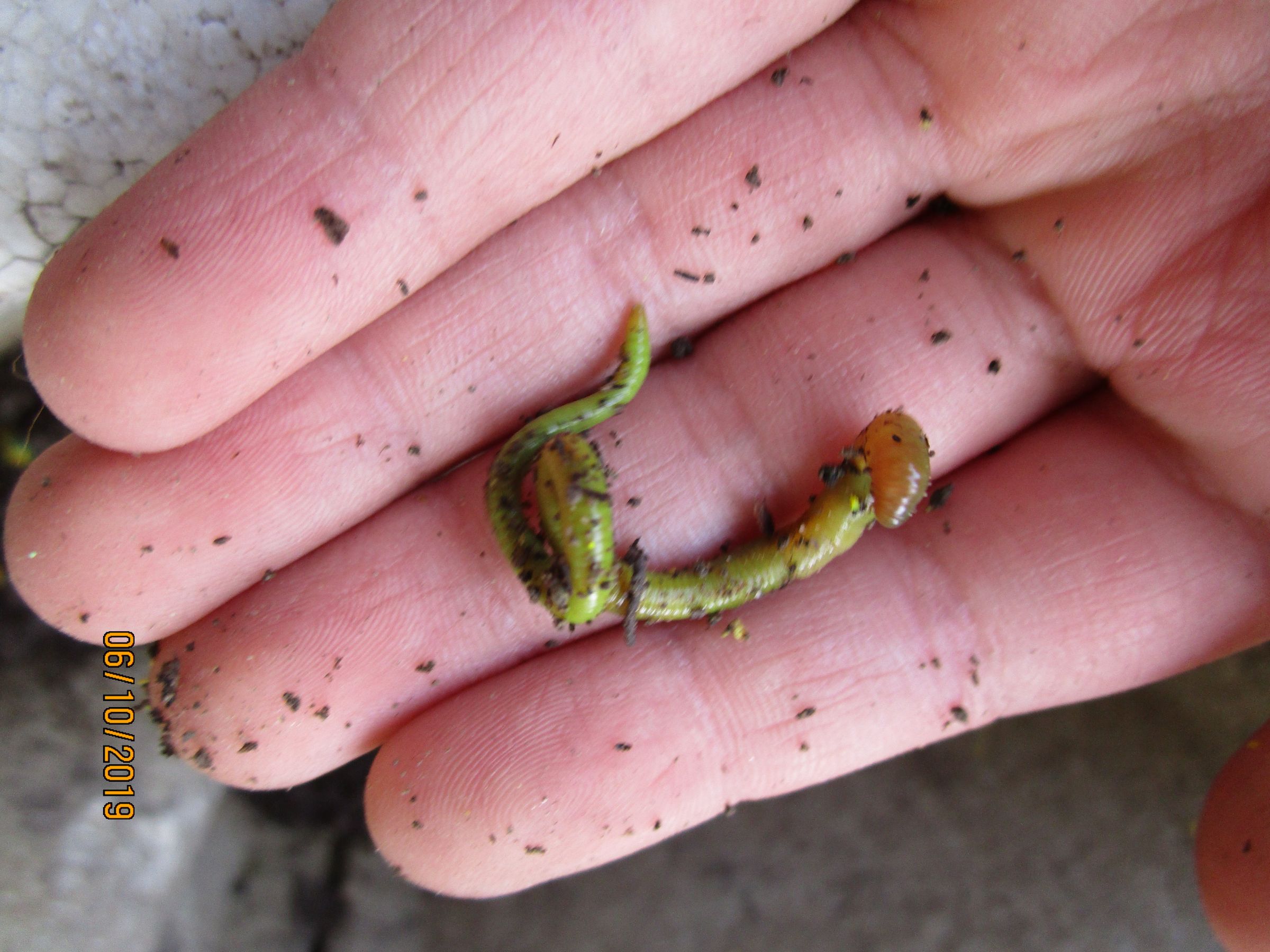 Rainbow Worms : 3 Steps - Instructables