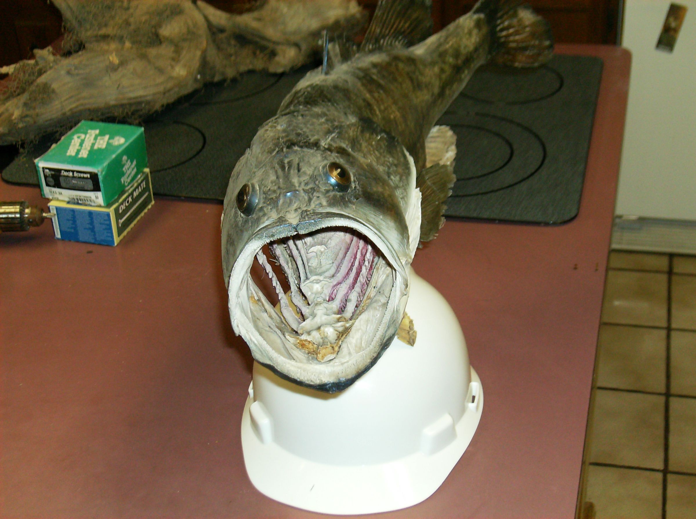 The Taxidermied Fish Helmet! : 5 Steps (with Pictures) - Instructables
