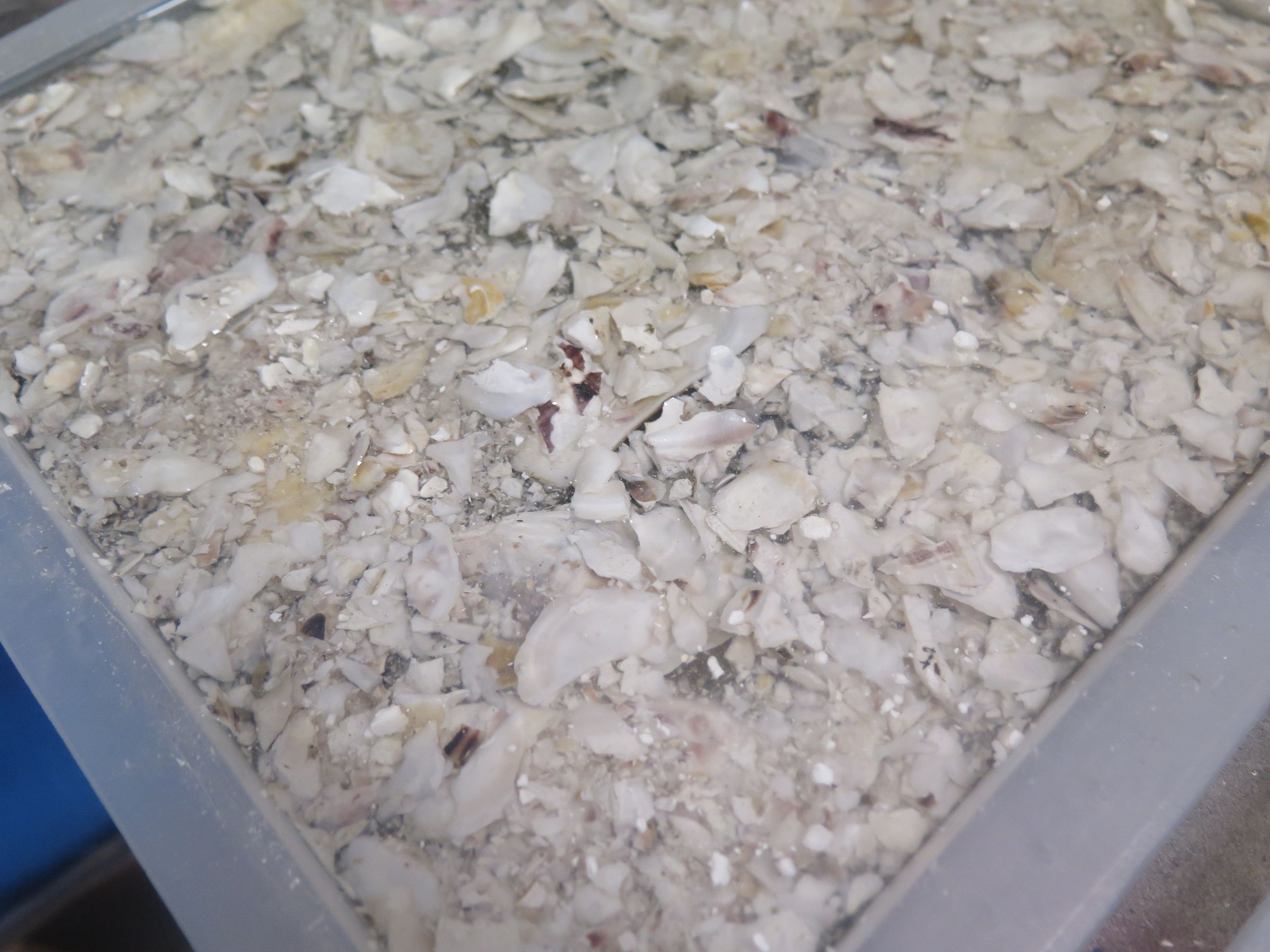 Oyster Shell Tiles : 9 Steps (with Pictures) - Instructables