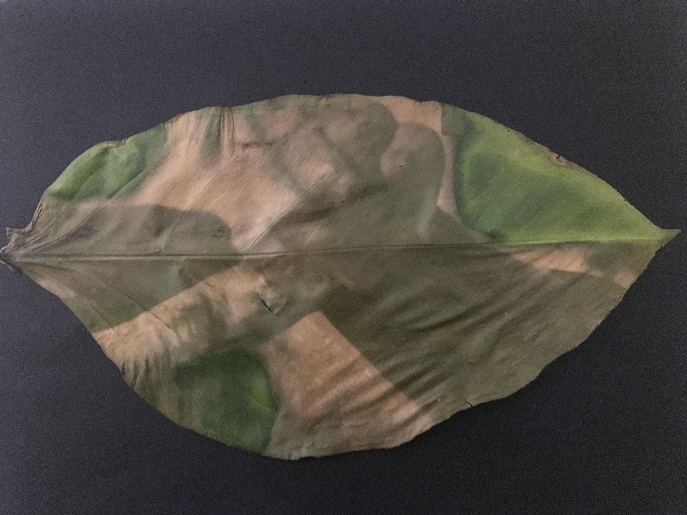 Chlorophyll Prints : 3 Steps - Instructables