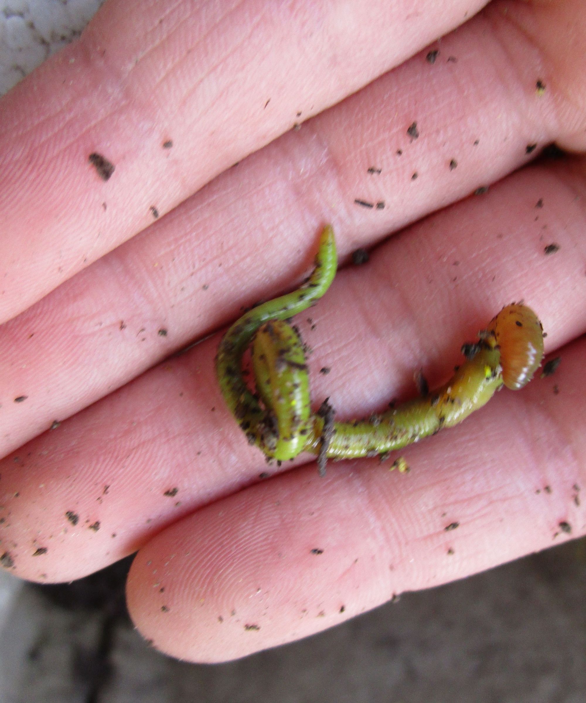 Rainbow Worms : 3 Steps - Instructables