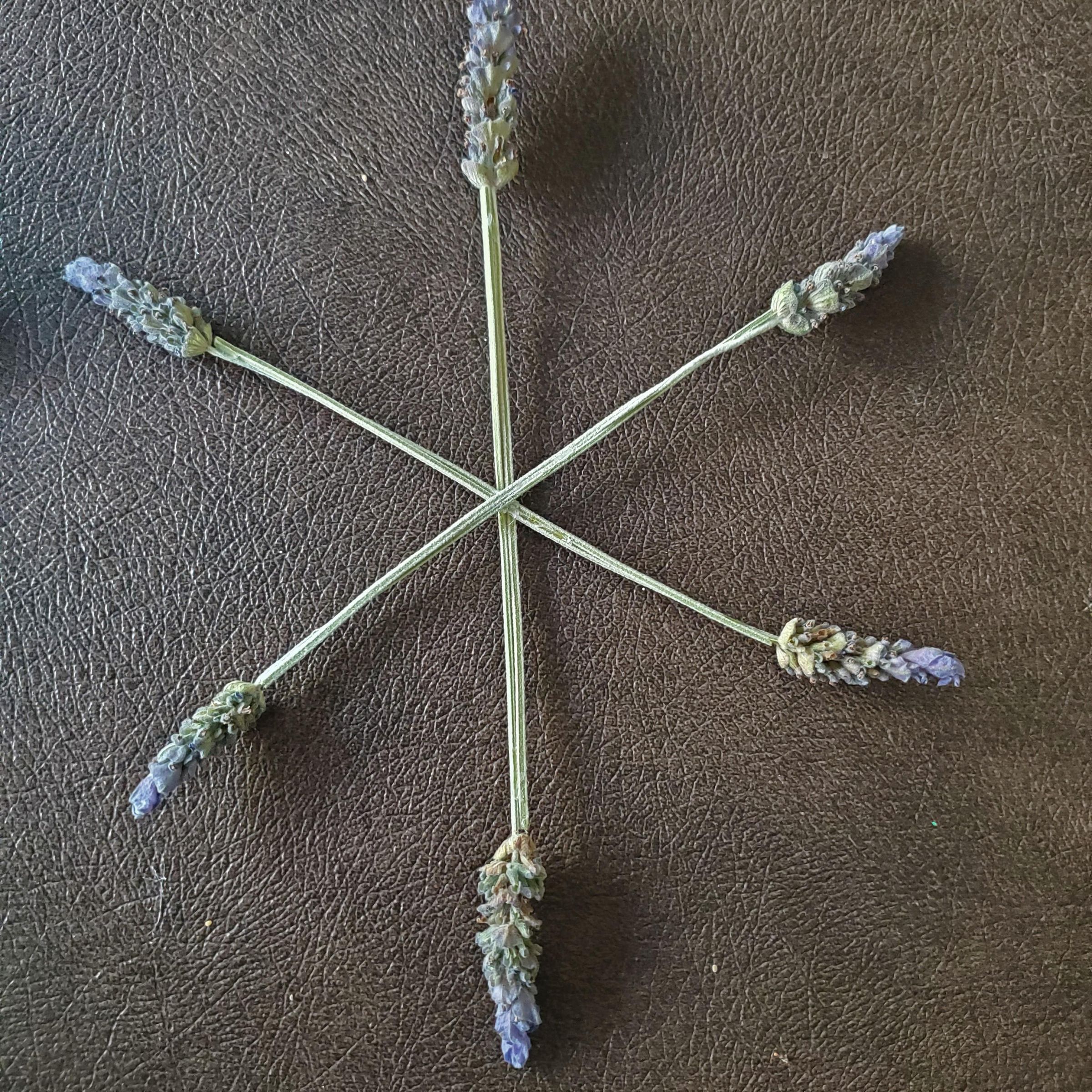 Dried Lavender Snowflake : 5 Steps (with Pictures) - Instructables