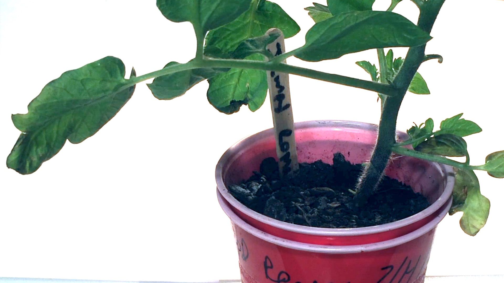 Transform Ordinary Solo Cups Into a Hybrid Hydroponic/Soil Plant ...