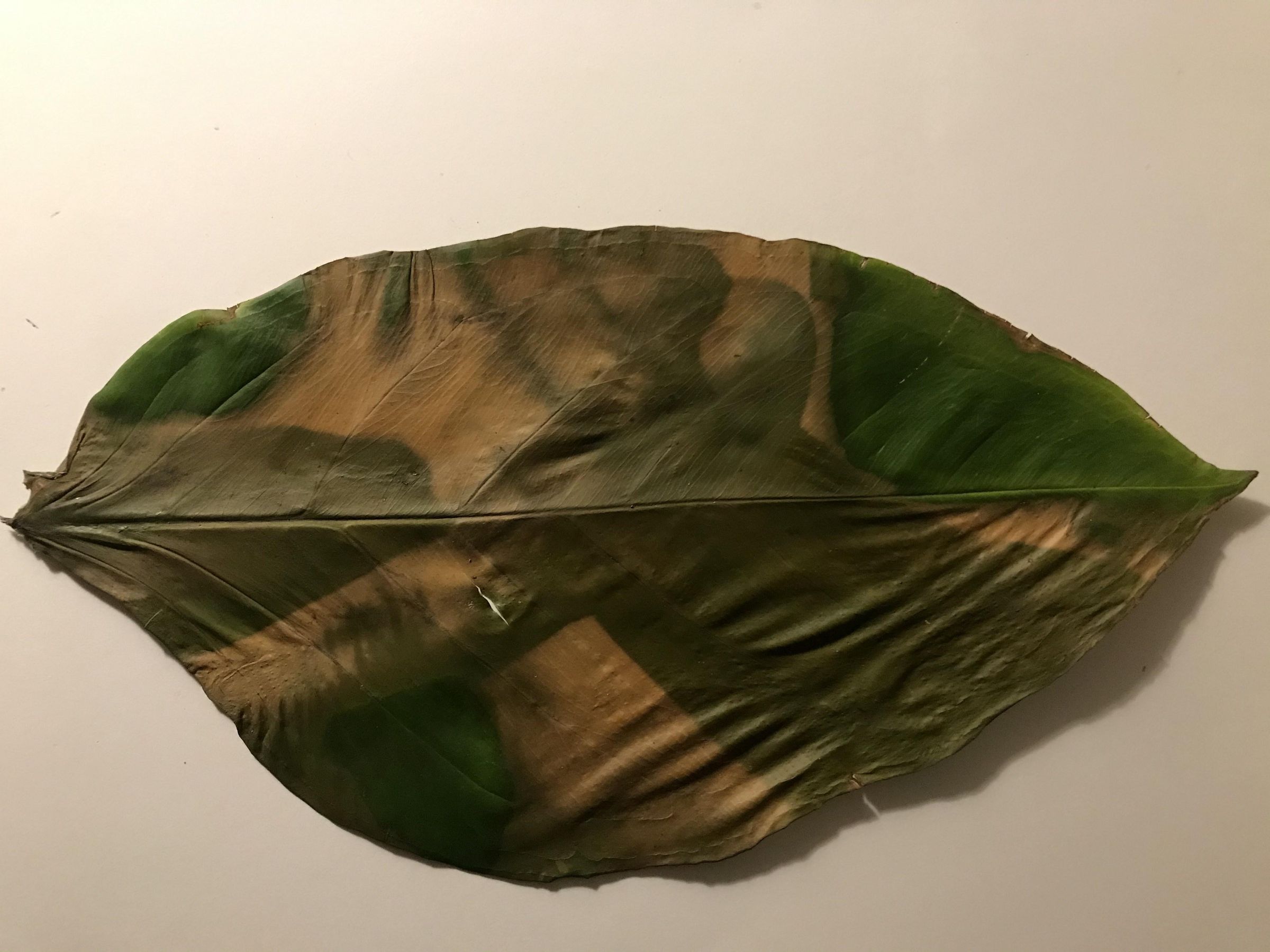 Chlorophyll Prints : 3 Steps - Instructables