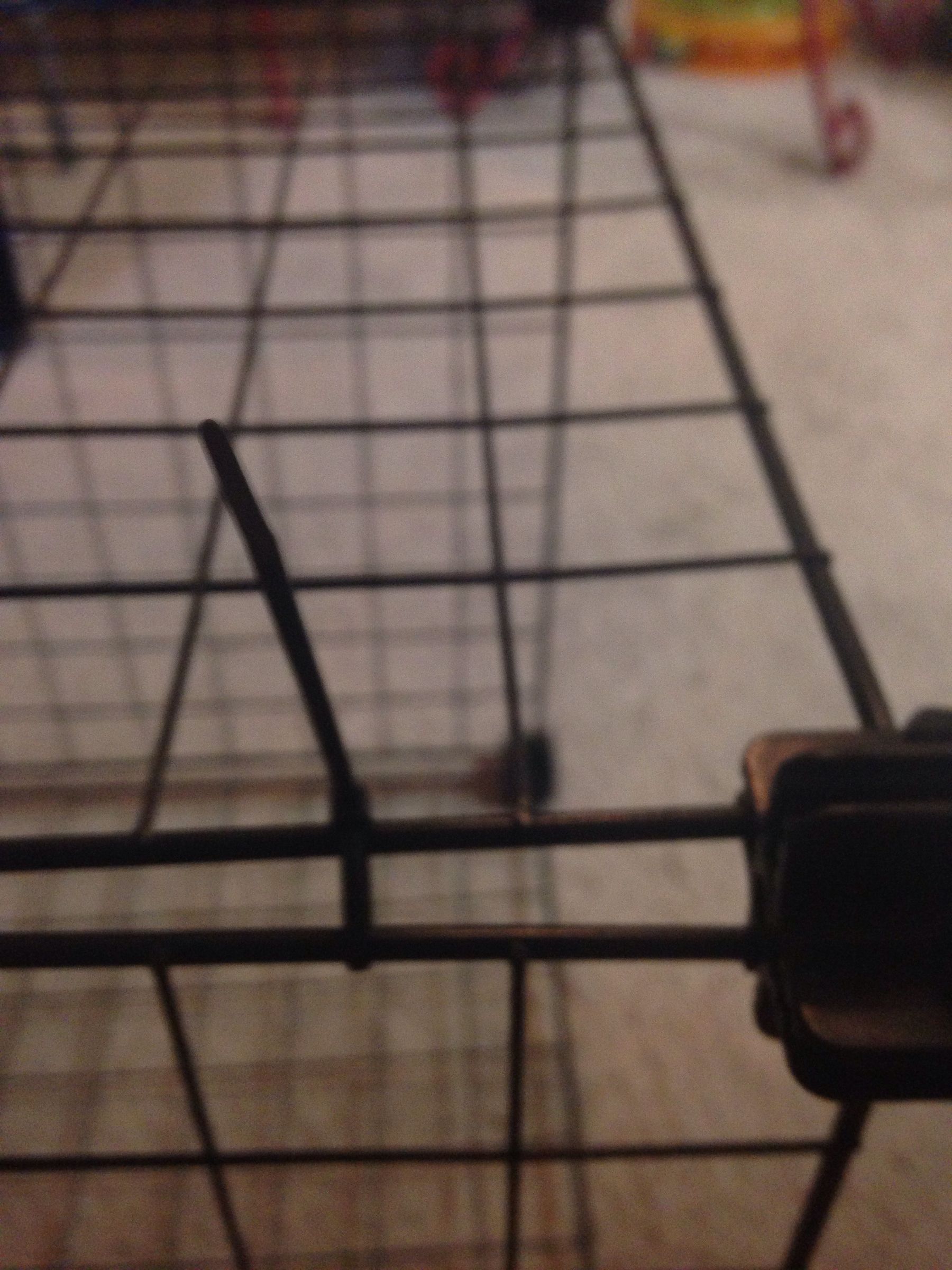 DIY Cat Run : 5 Steps - Instructables