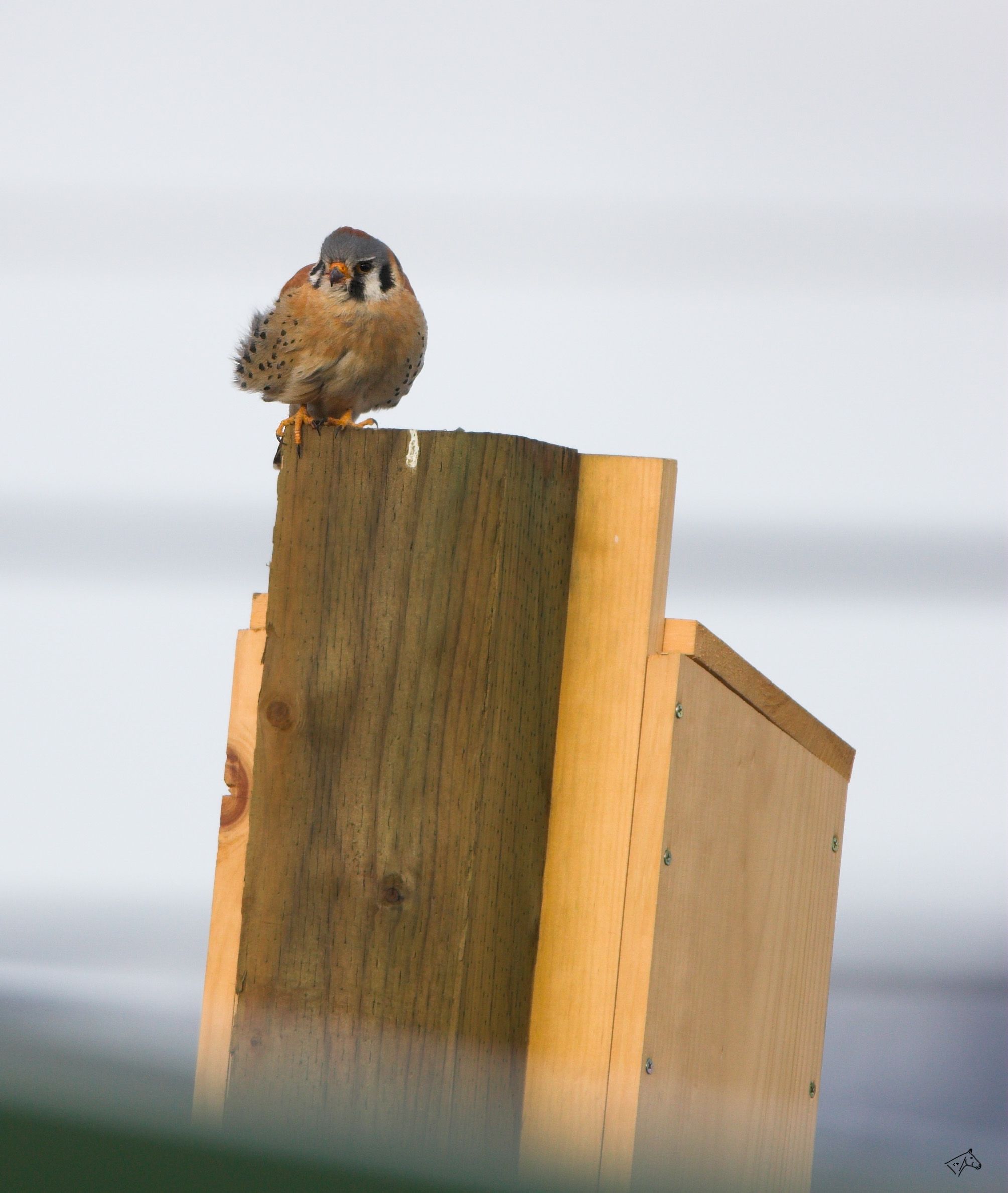 American Kestrel Nest Box : 22 Steps (with Pictures) - Instructables