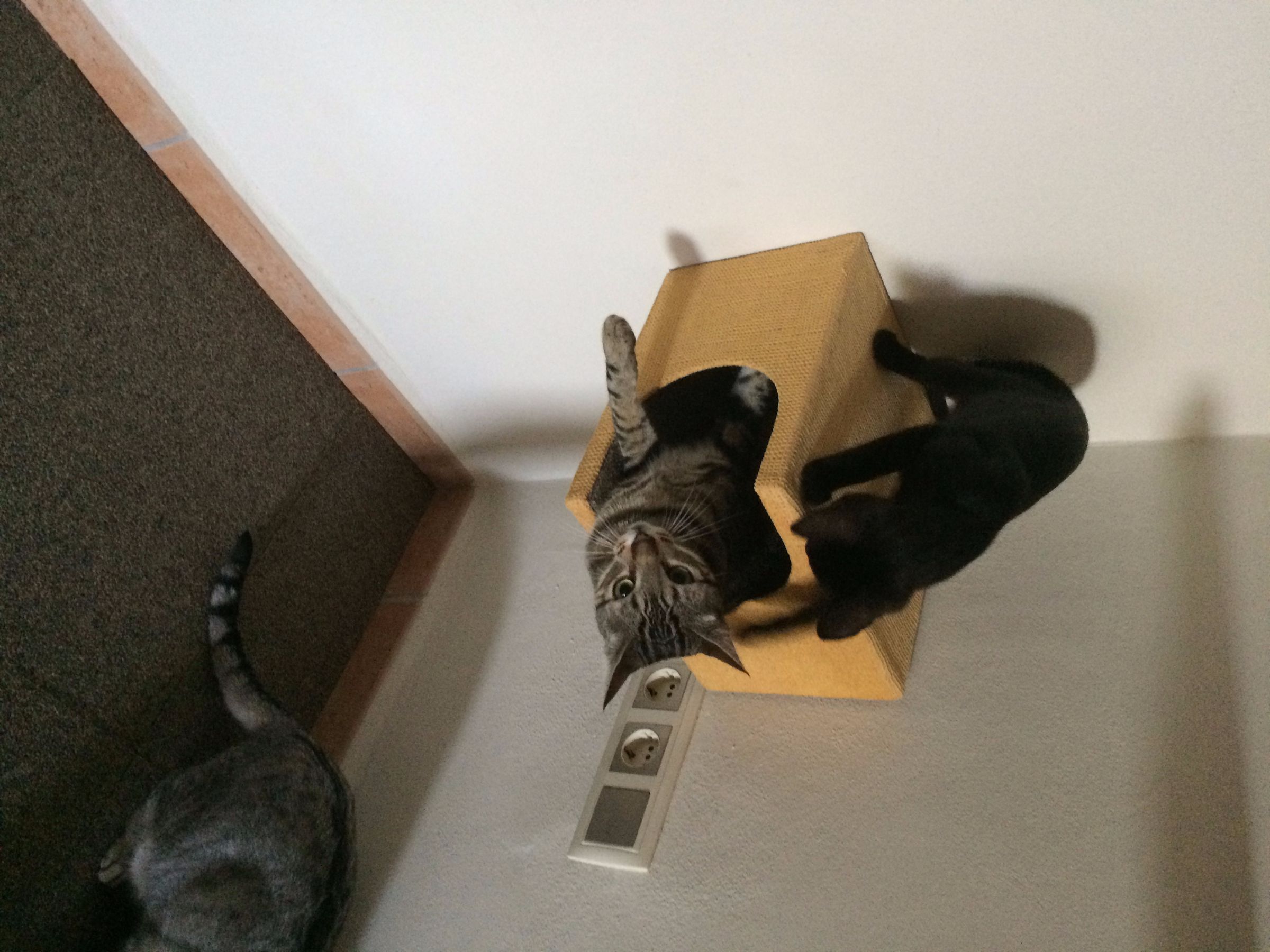 Cats' Corner : 10 Steps - Instructables