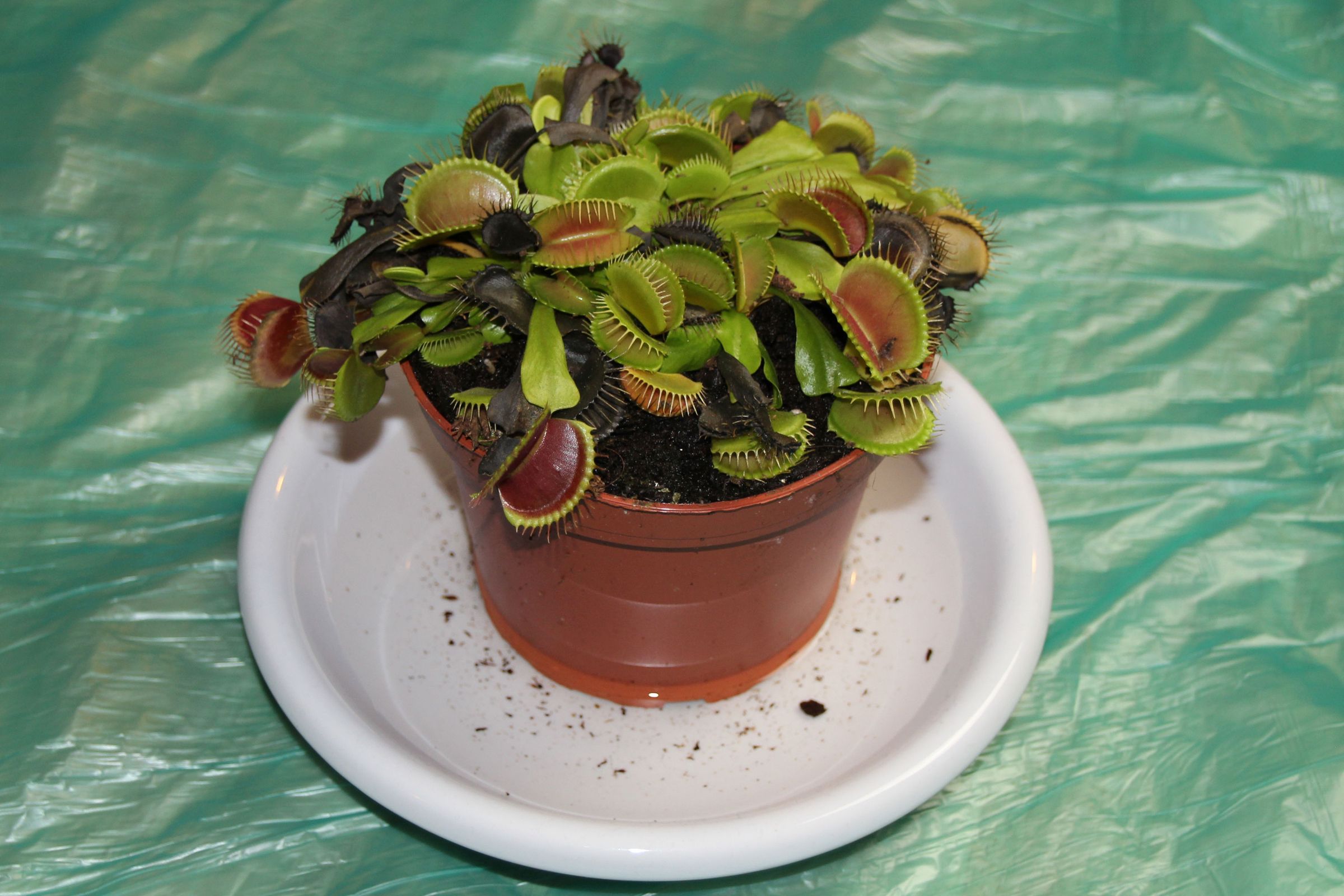 Self-Watering Mario Planters : 6 Steps (with Pictures) - Instructables