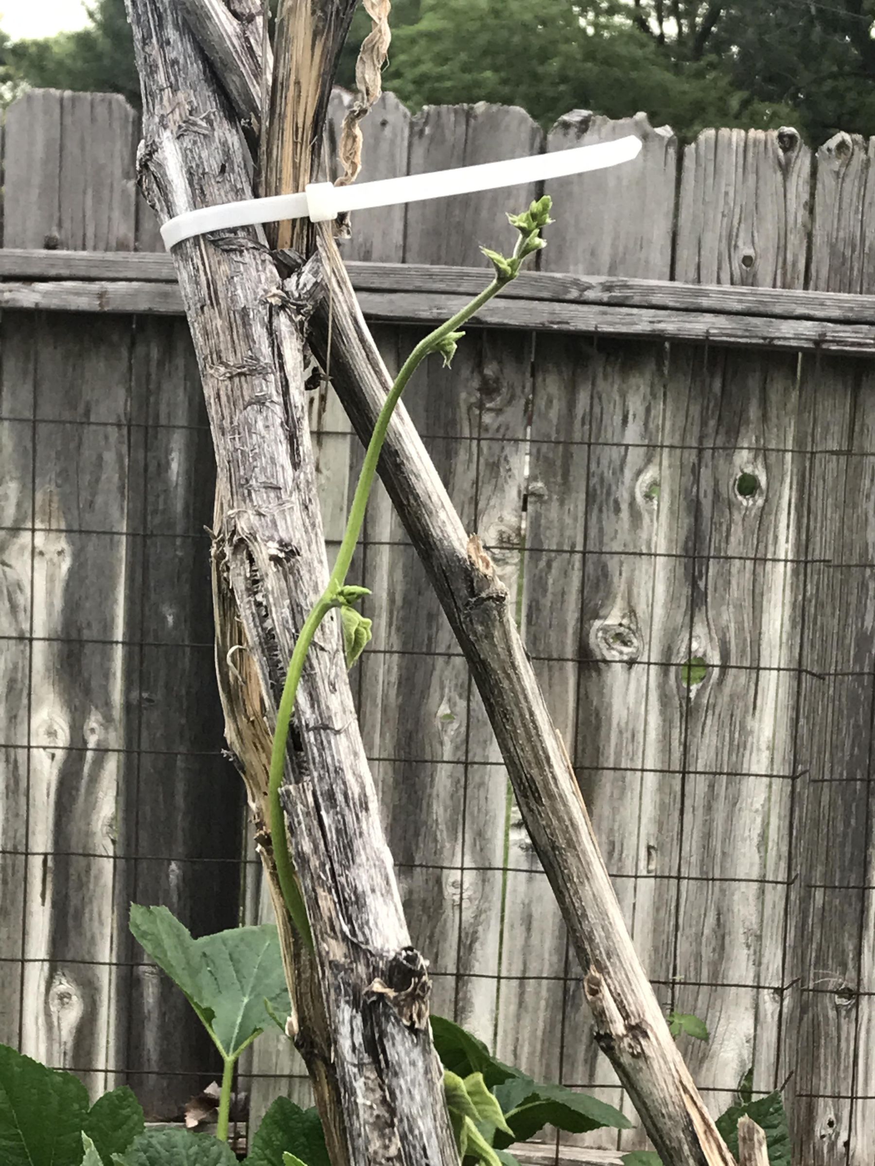 Bean Ladder : 4 Steps (with Pictures) - Instructables