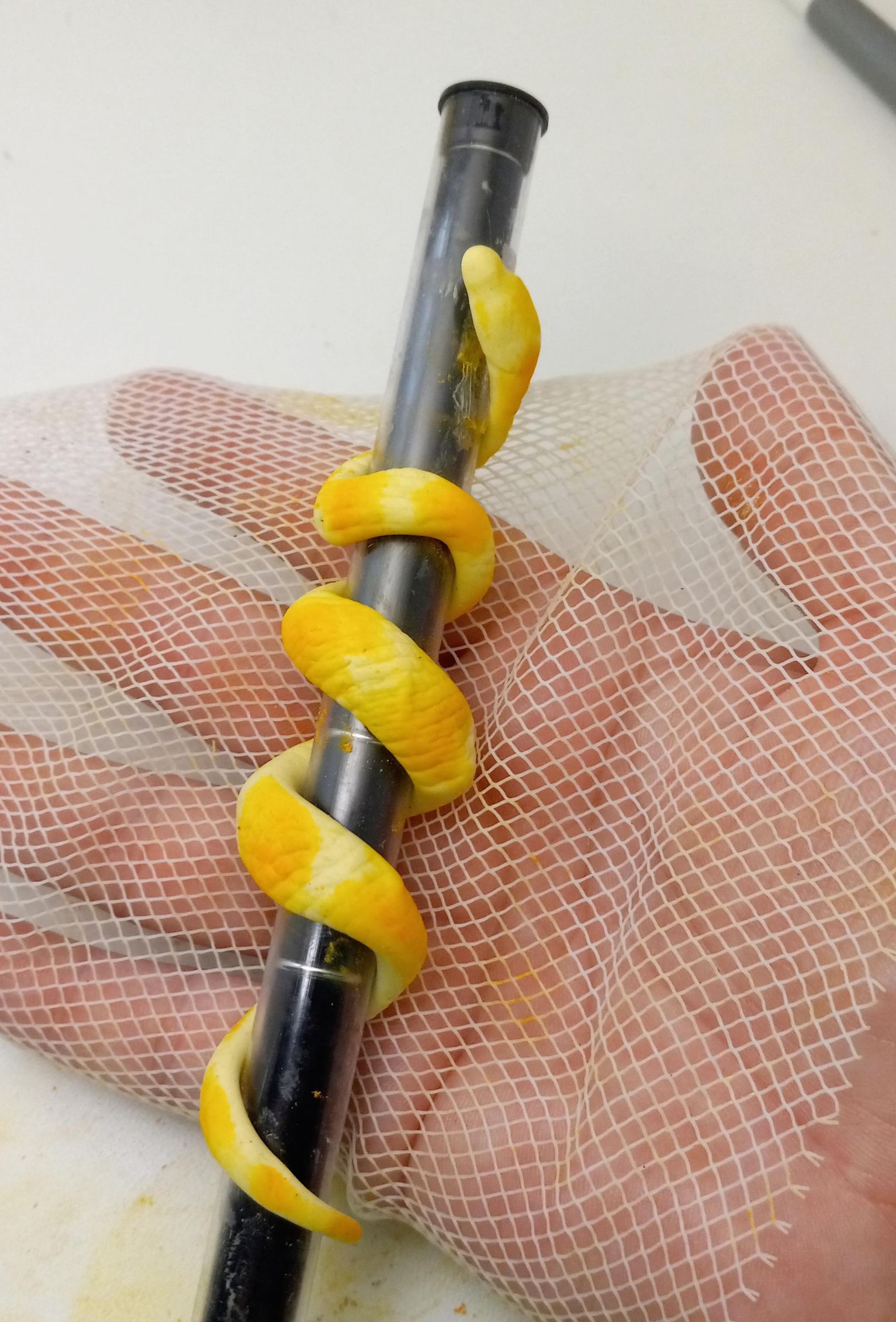 Butter Corn Snake Hair Twist : 6 Steps (with Pictures) - Instructables