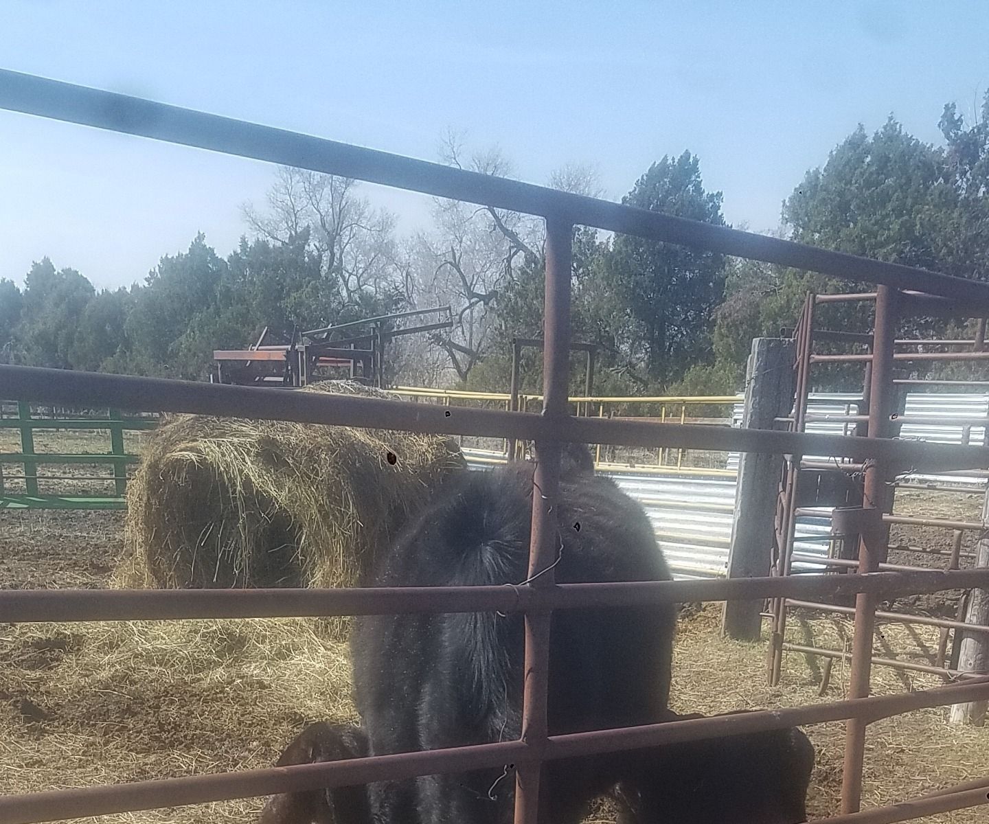 Pulling a Calf : 5 Steps - Instructables