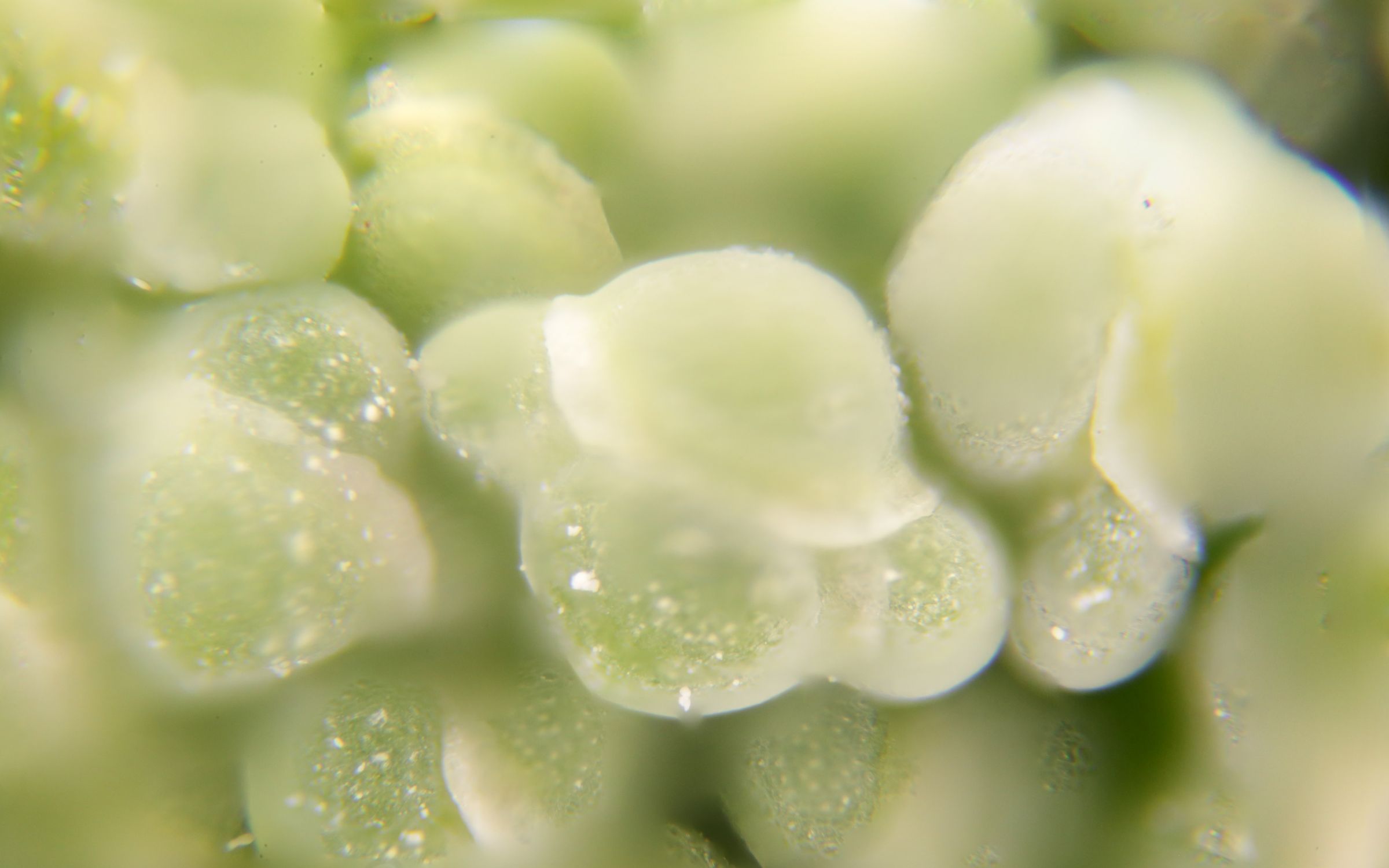 DSLR Microphotography : 12 Steps (with Pictures) - Instructables