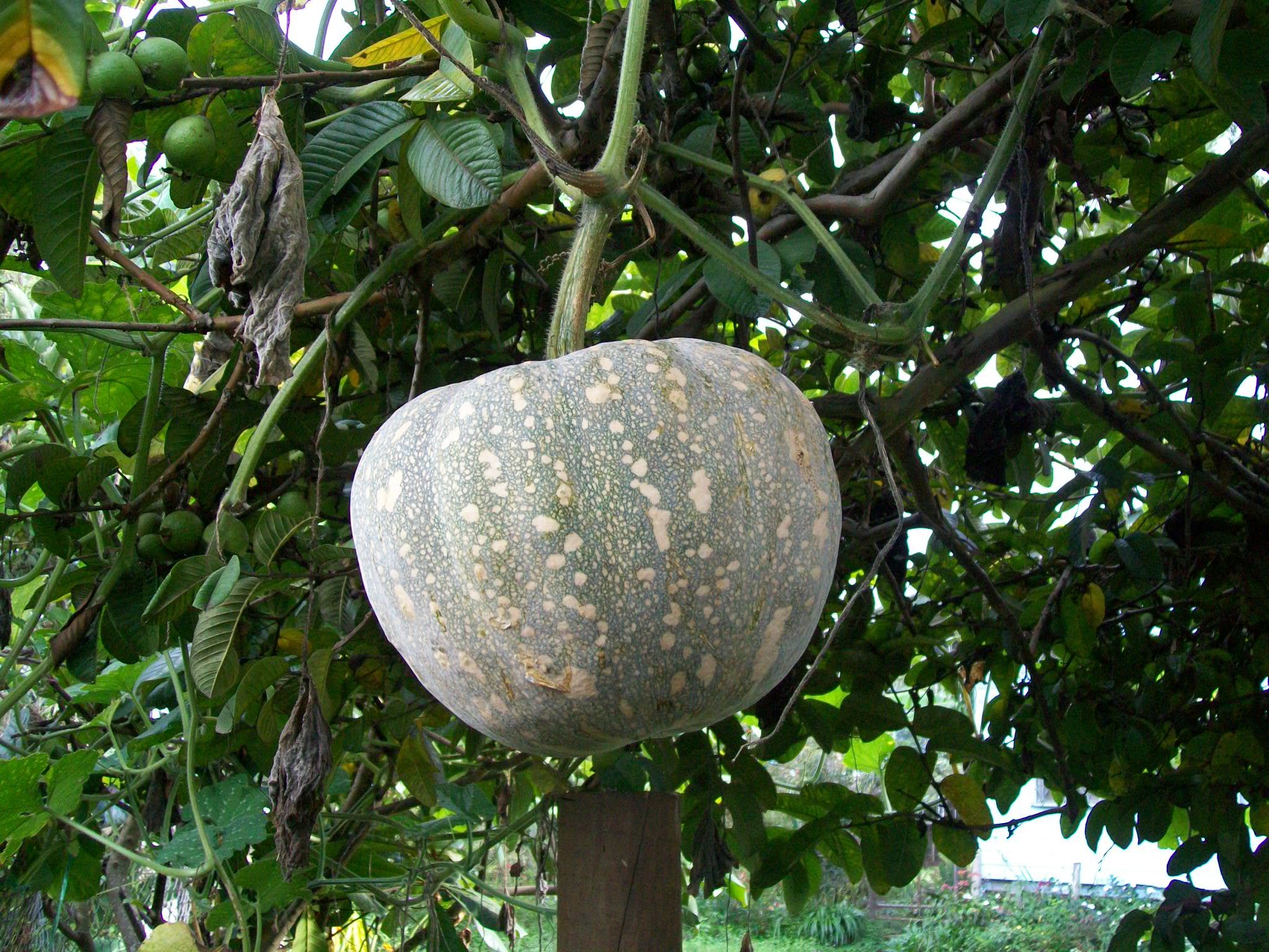 Pumpkin Trees - Instructables