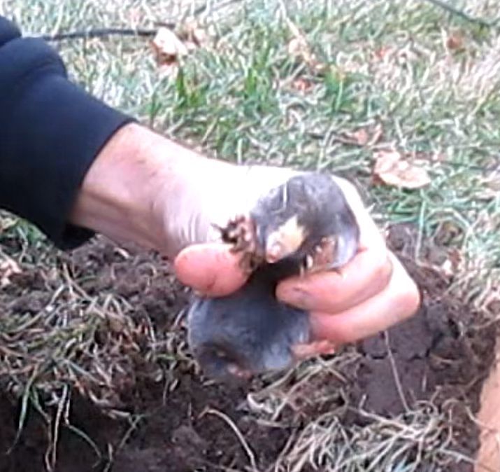 How to Catch a Mole Without Killing It: 3 Steps