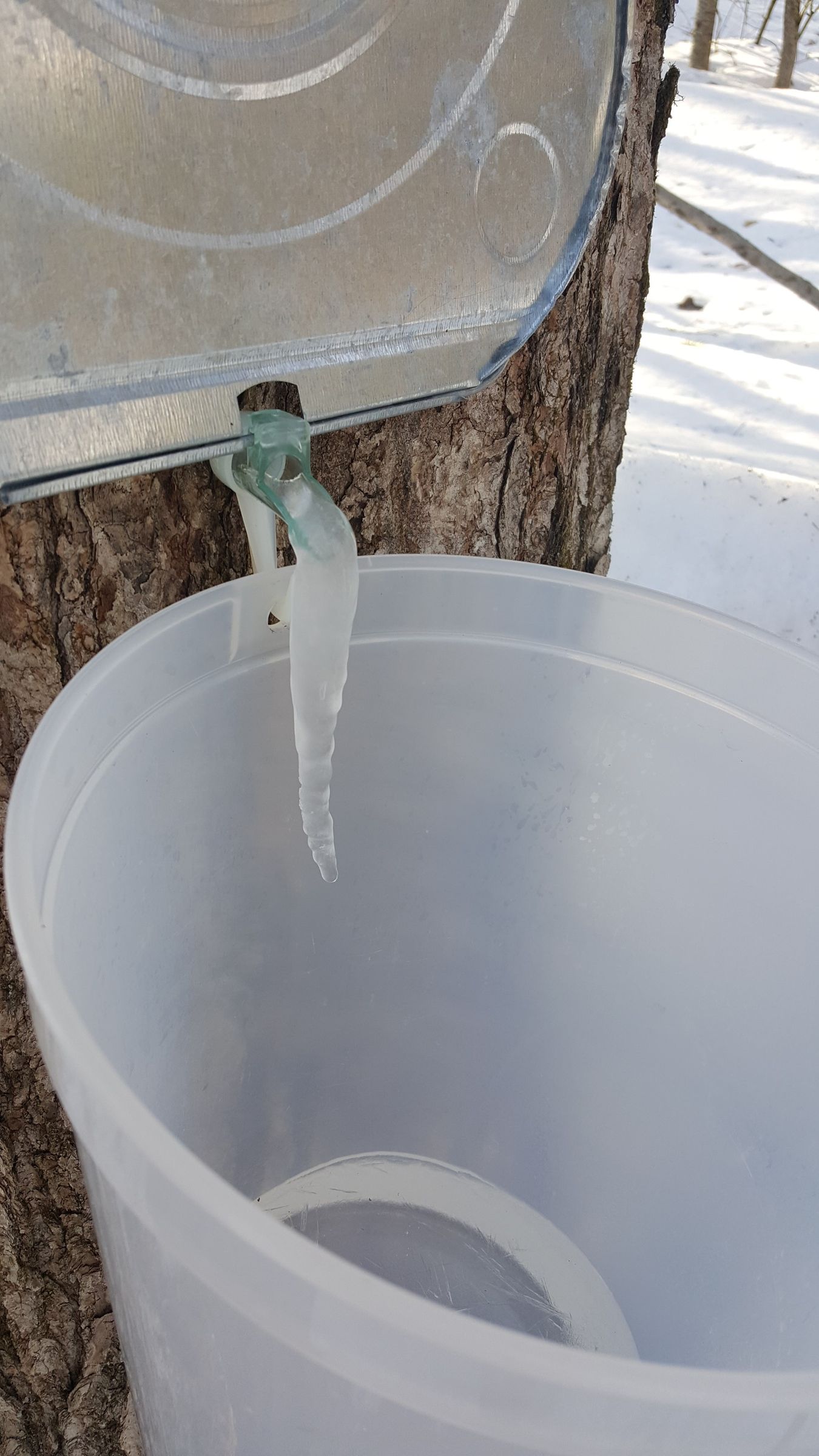DIY Maple Syrup : 8 Steps (with Pictures) - Instructables