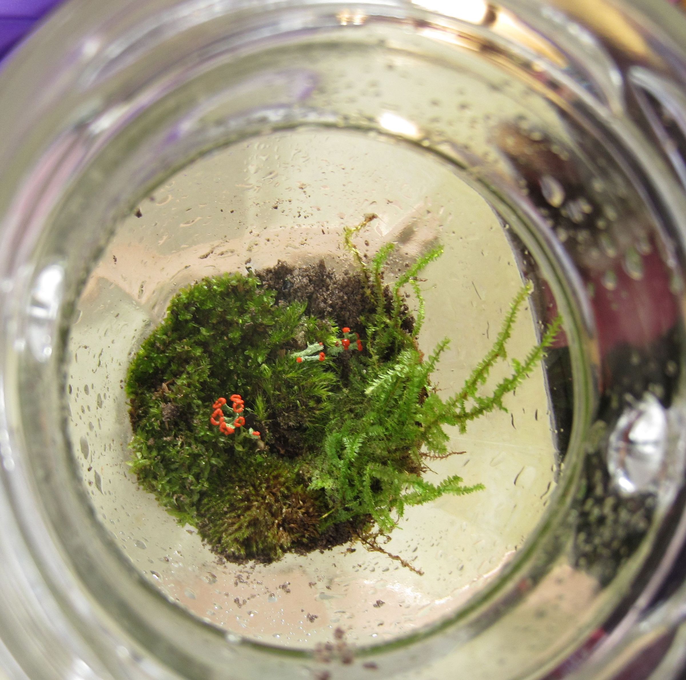 The Basics of Closed Jar Terrariums : 5 Steps (with Pictures ...