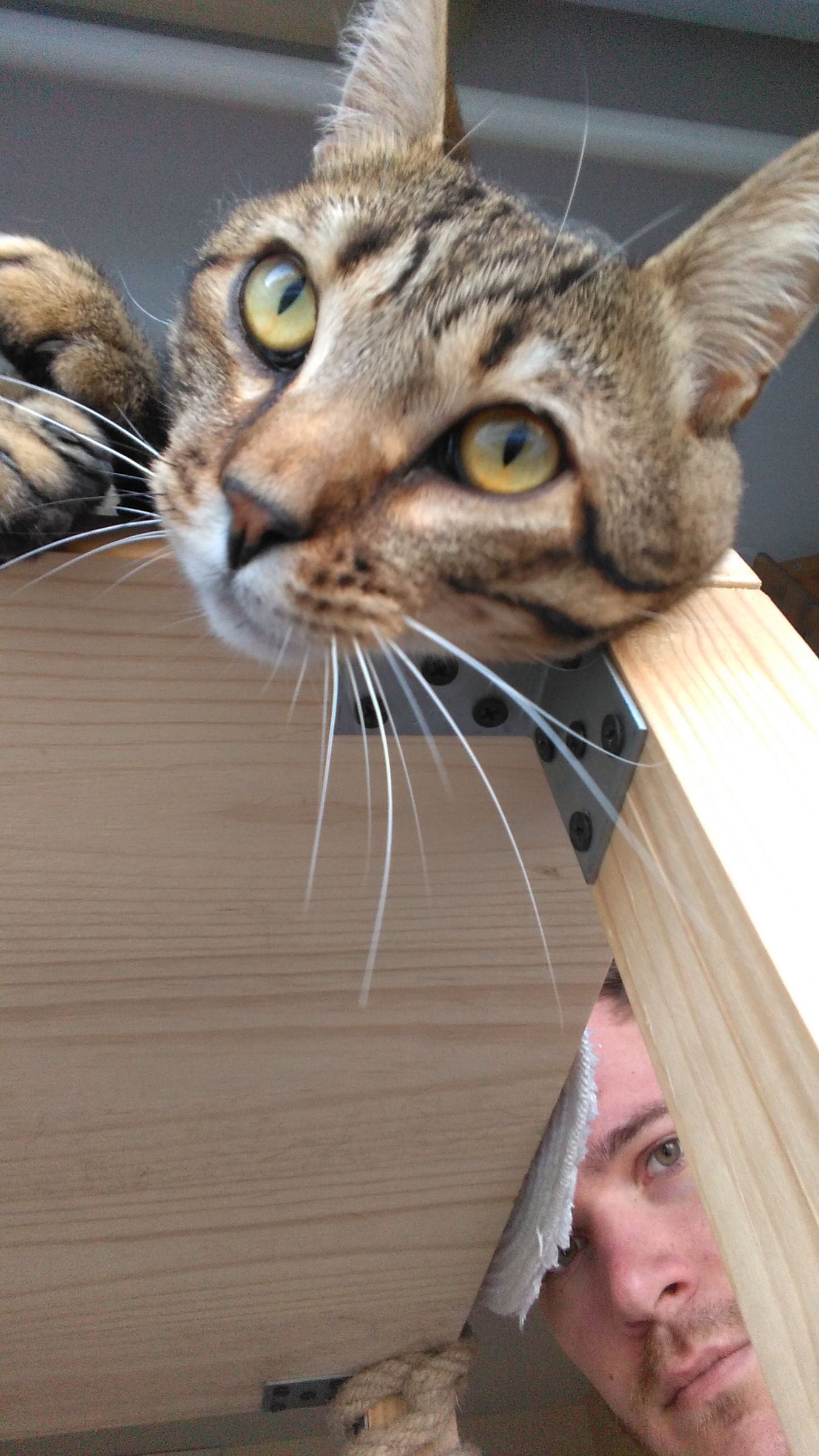 Build a Very Tall, and Sturdy Cat Tree : 8 Steps (with Pictures ...