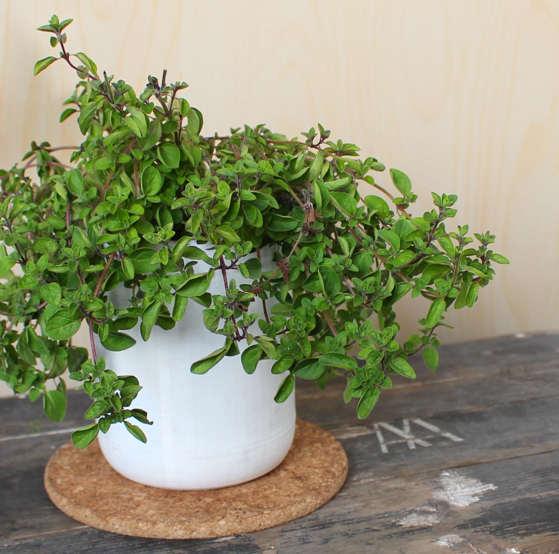 IoT Plant Pot : 8 Steps (with Pictures) - Instructables