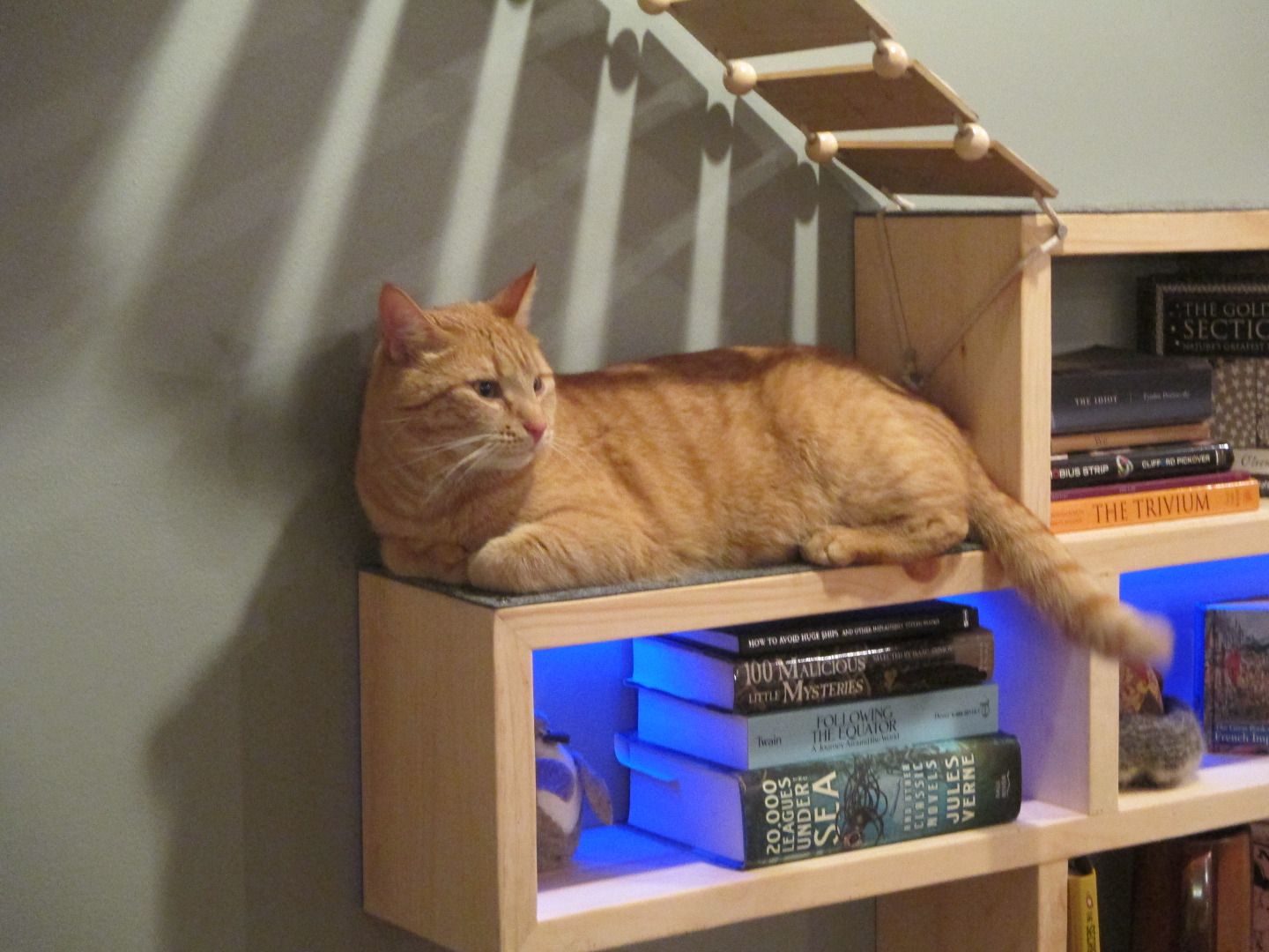 Cat Adventure and Escape Wall : 12 Steps (with Pictures) - Instructables