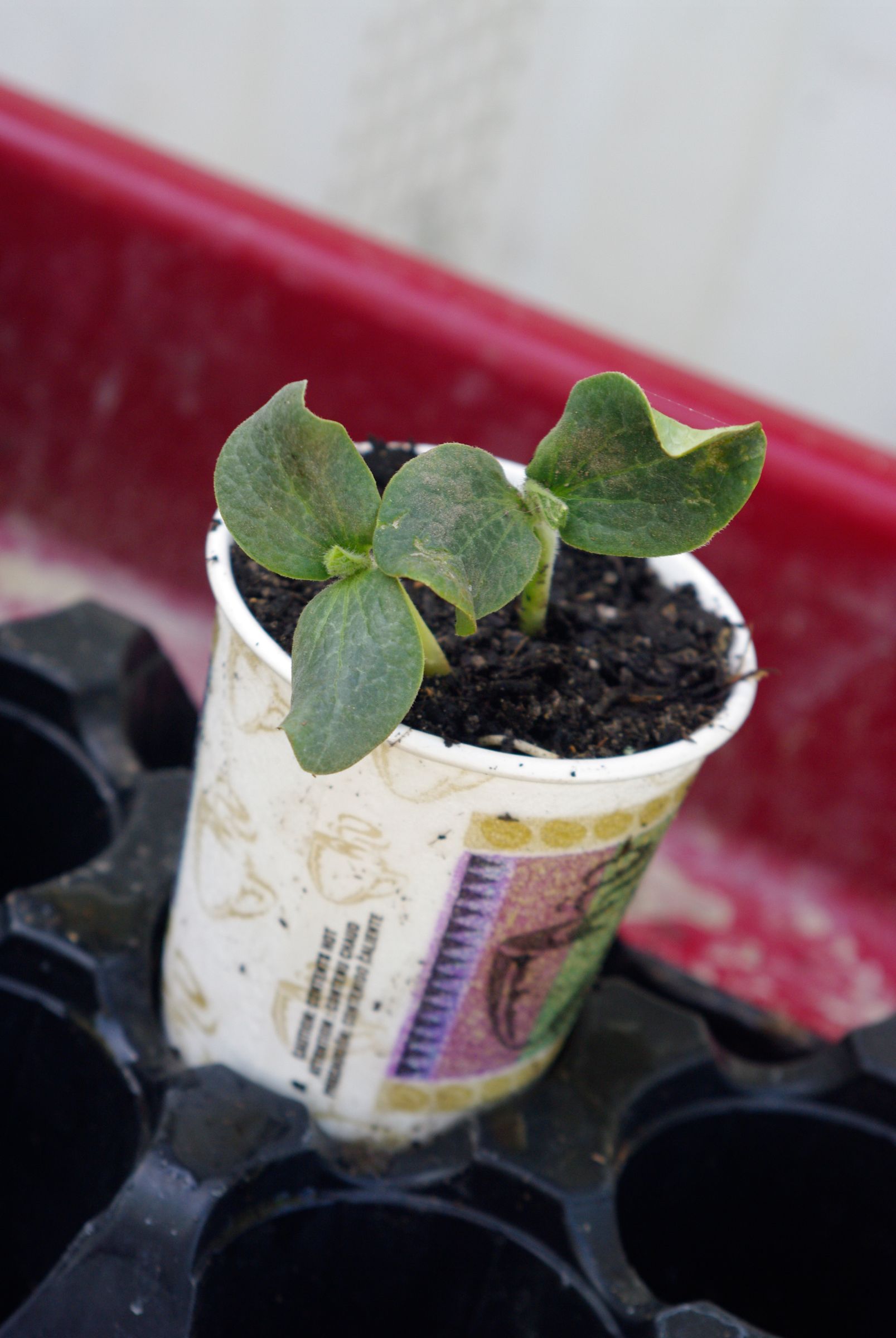 Coffee Cup Planter : 4 Steps - Instructables