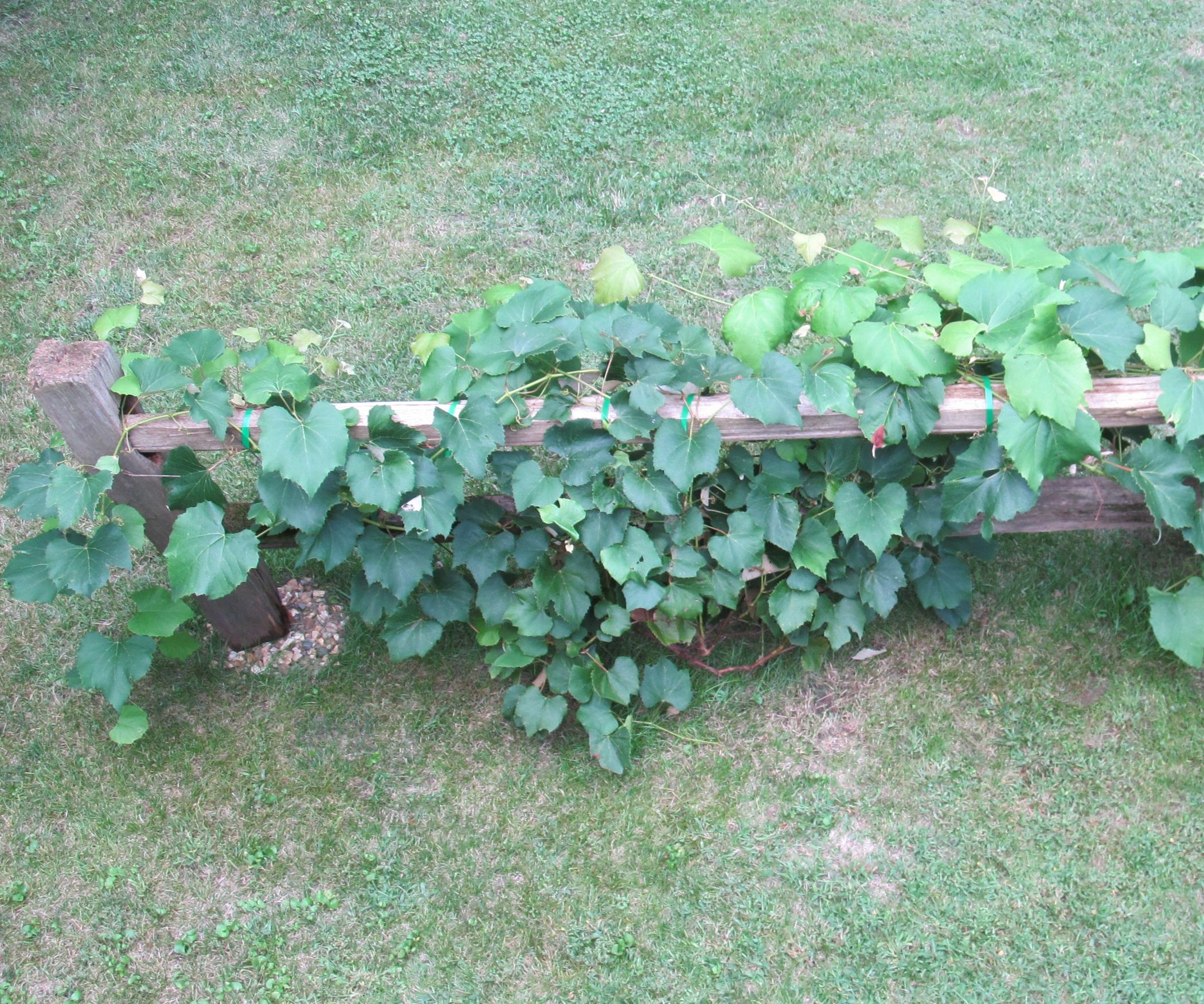 Grape Vine Trellis From a Salvaged Split-Rail Fence : 7 Steps (with ...