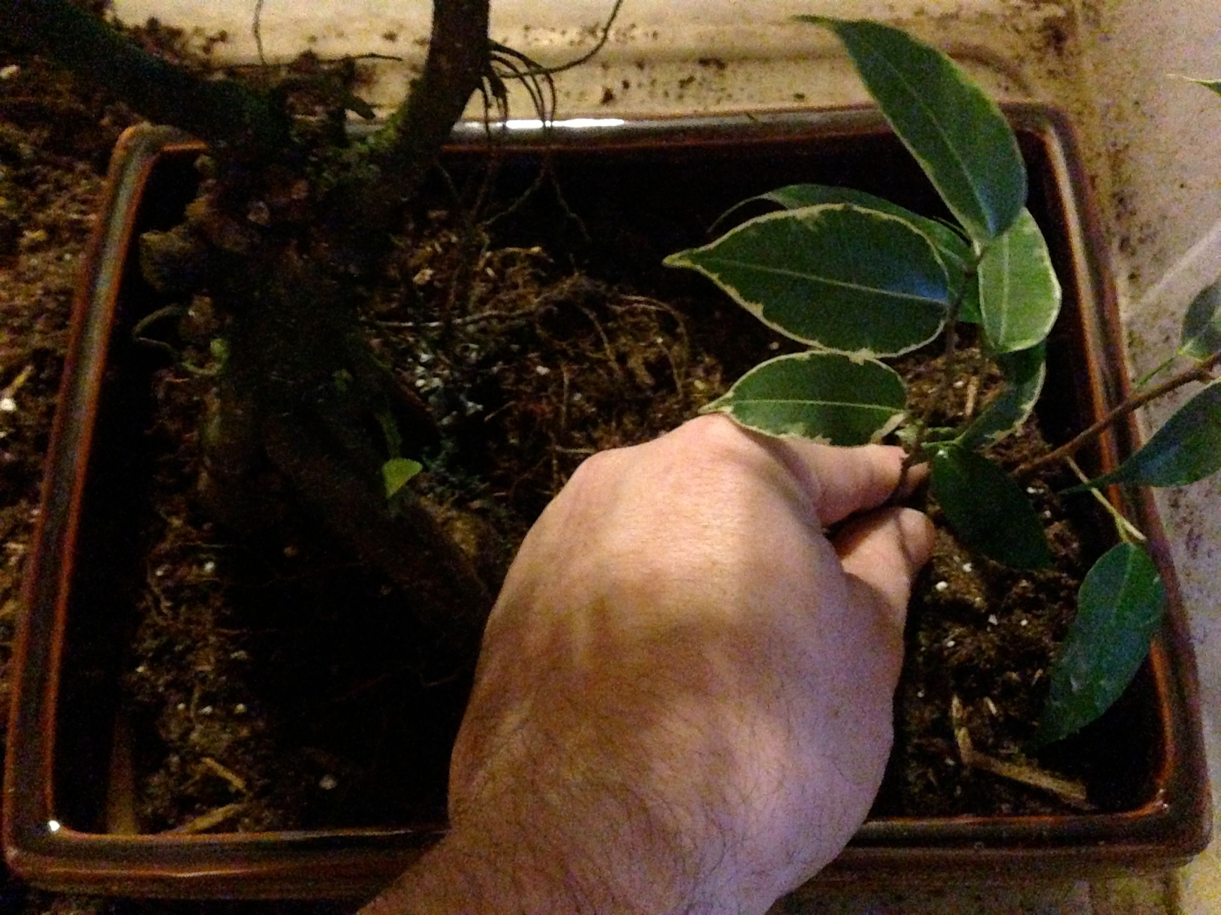 Bonsai Basics 1: Rescuing "Mallsai" : 7 Steps - Instructables