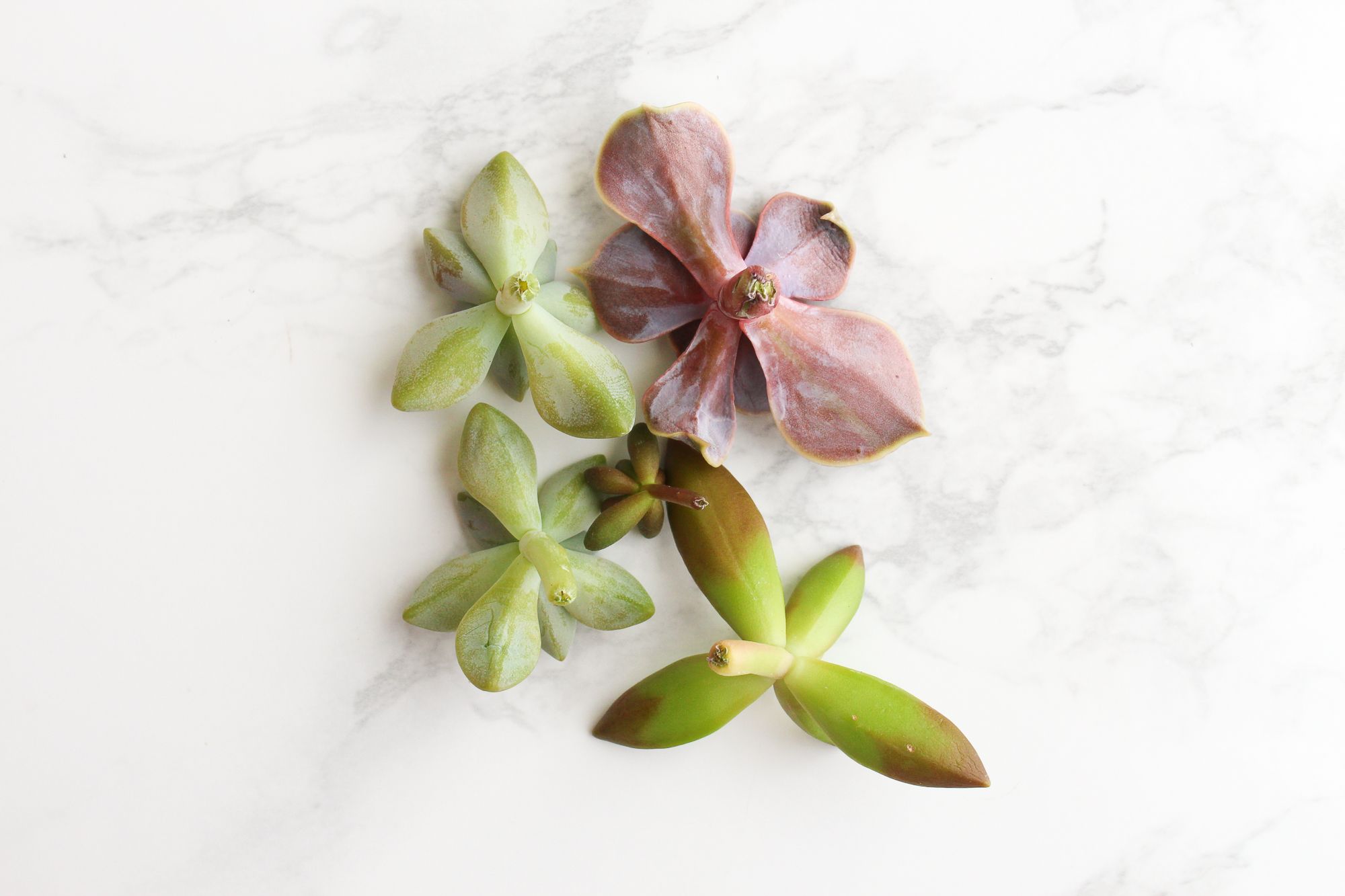 How to Take & Grow Succulents From Cuttings : 5 Steps (with Pictures ...