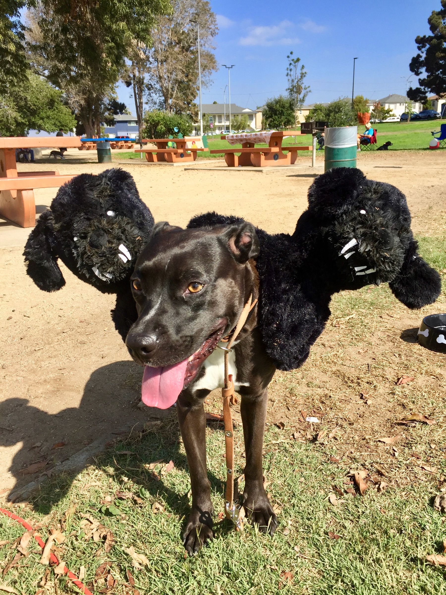 Pit Bull Cosplay