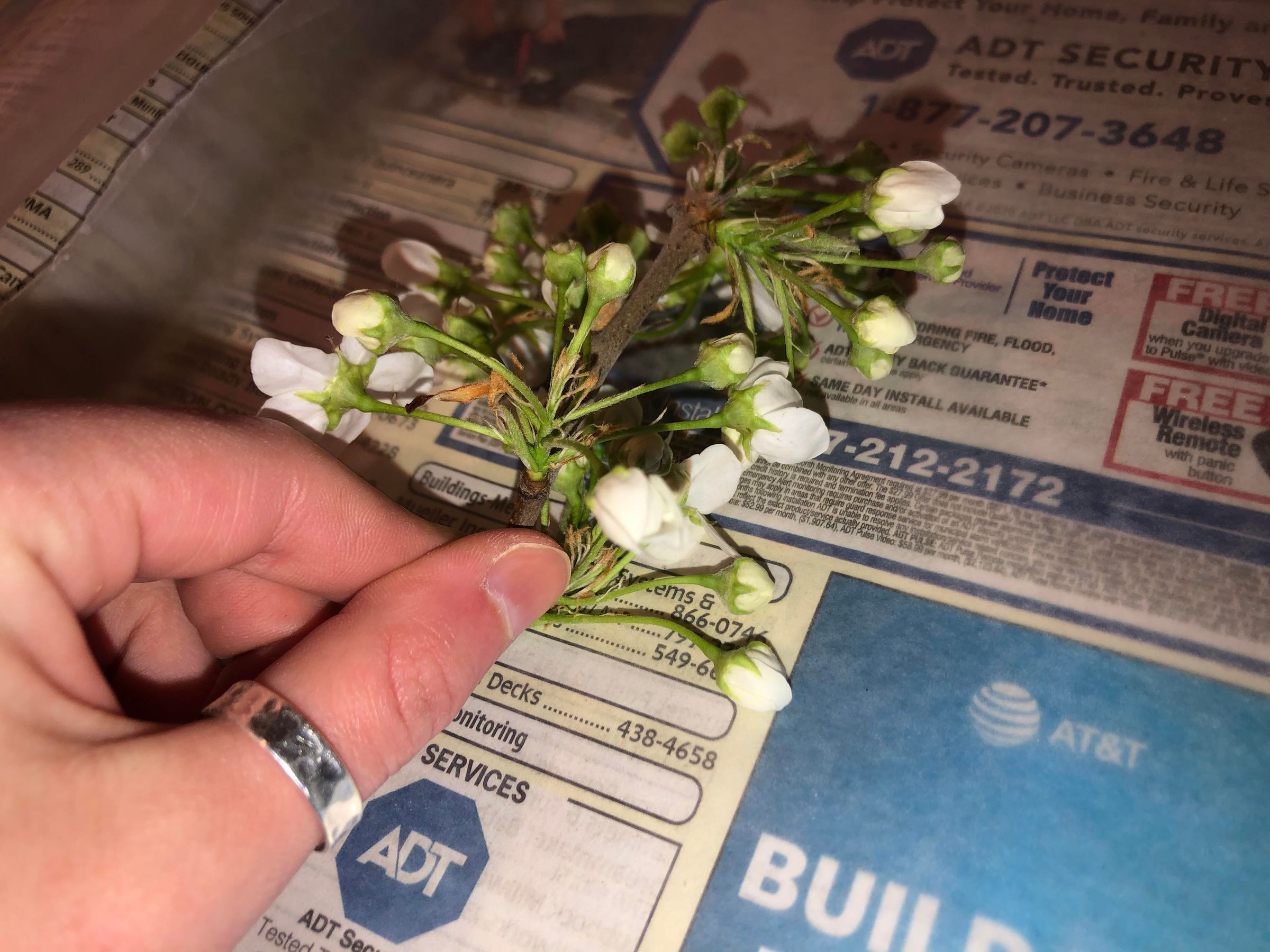 How to Press Flowers in a Book : 16 Steps - Instructables