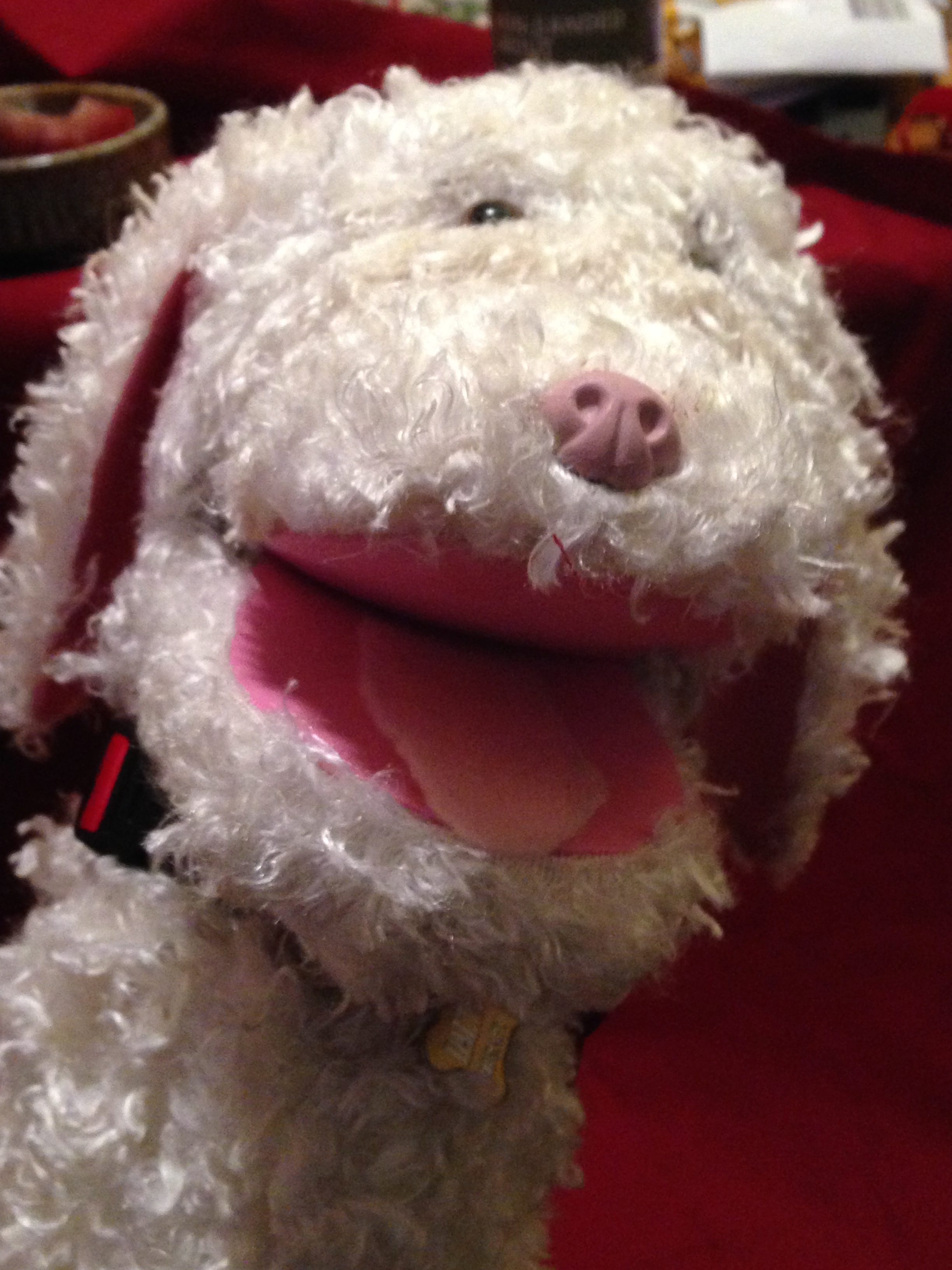 DIY Dog Puppet : 5 Steps (with Pictures) - Instructables