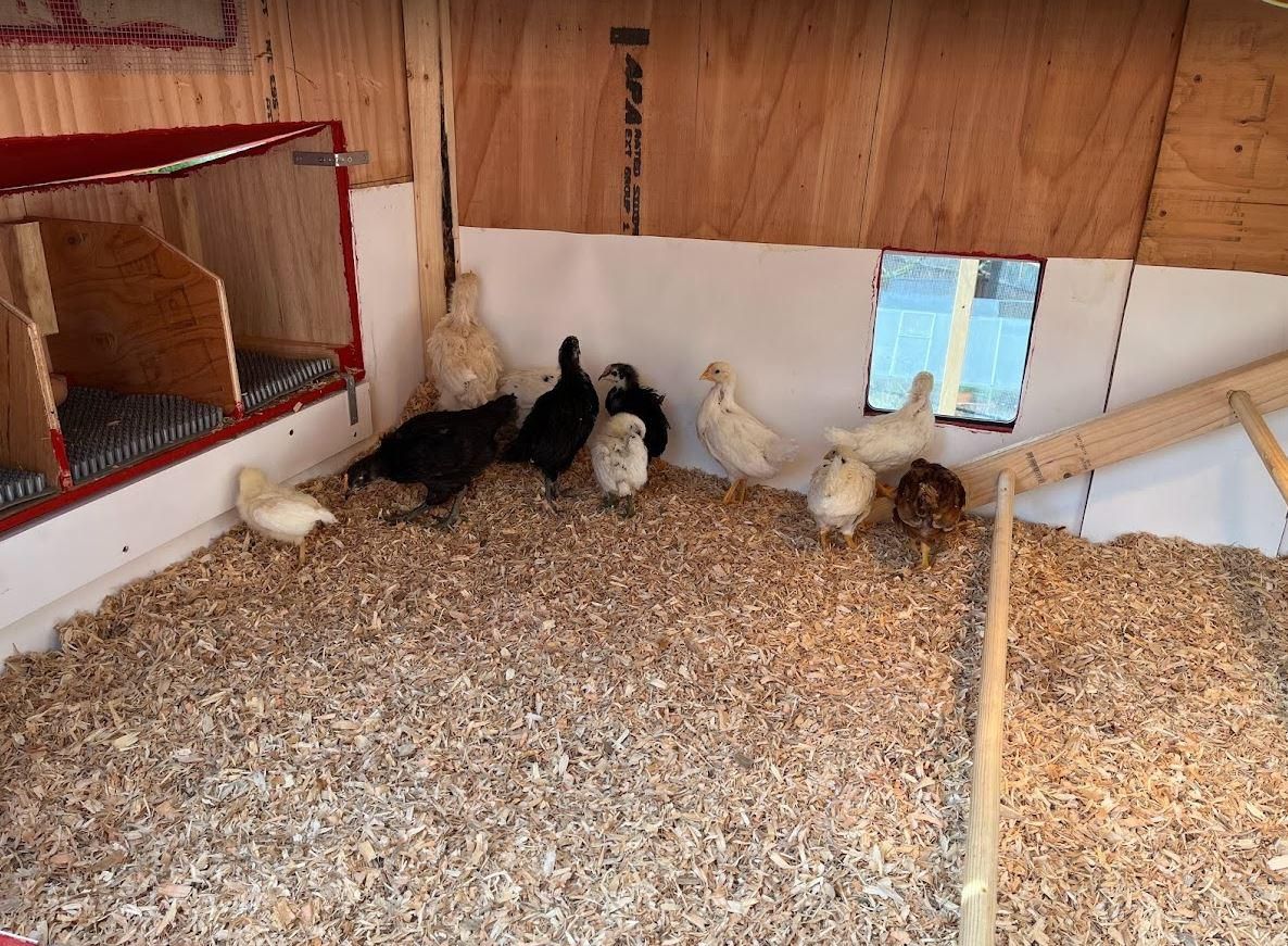 Build a DIY Chicken Palace : 7 Steps (with Pictures) - Instructables