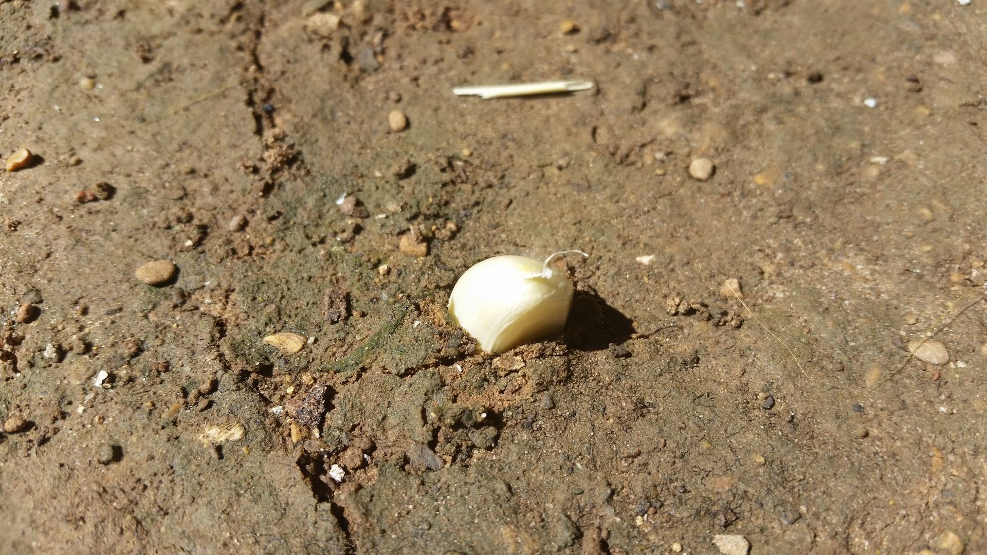 How to Regrow Garlic : 10 Steps - Instructables