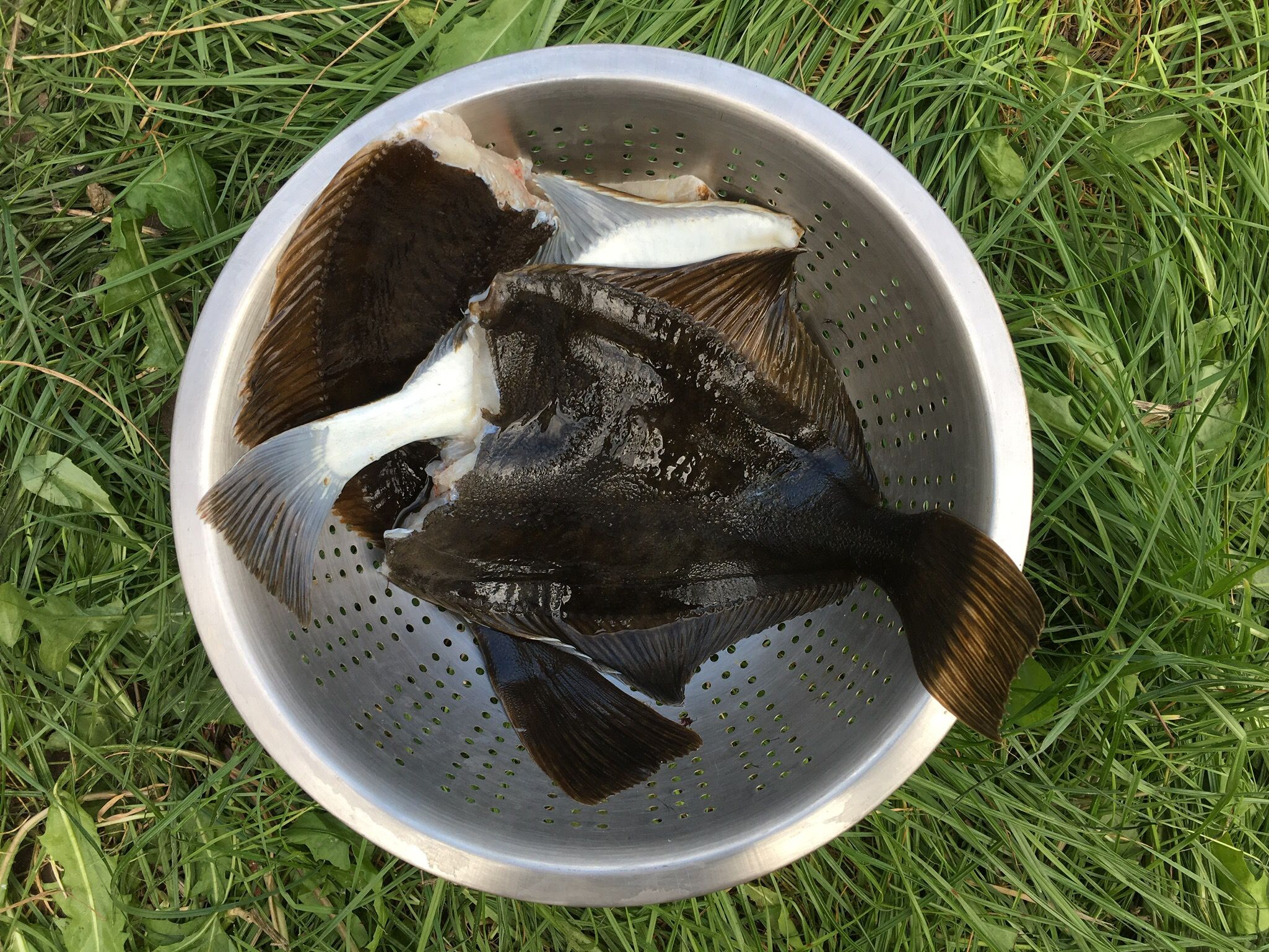 Underwater Hunting and Primitive Gourmet! : 6 Steps (with Pictures ...
