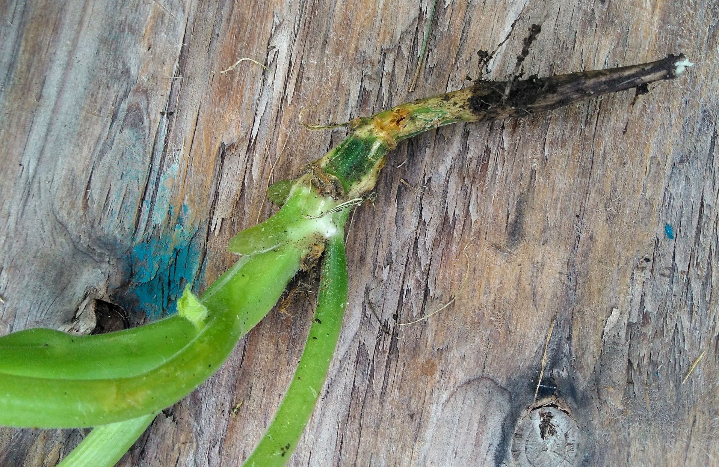How to Hunt Vine Borers : 17 Steps (with Pictures) - Instructables