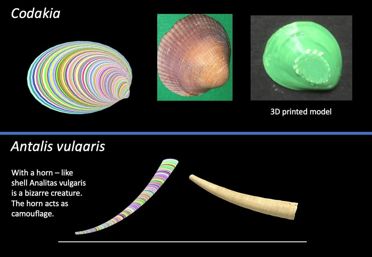 How to Generate and 3D Print Seashells and ... Other Mollusks! : 7 ...