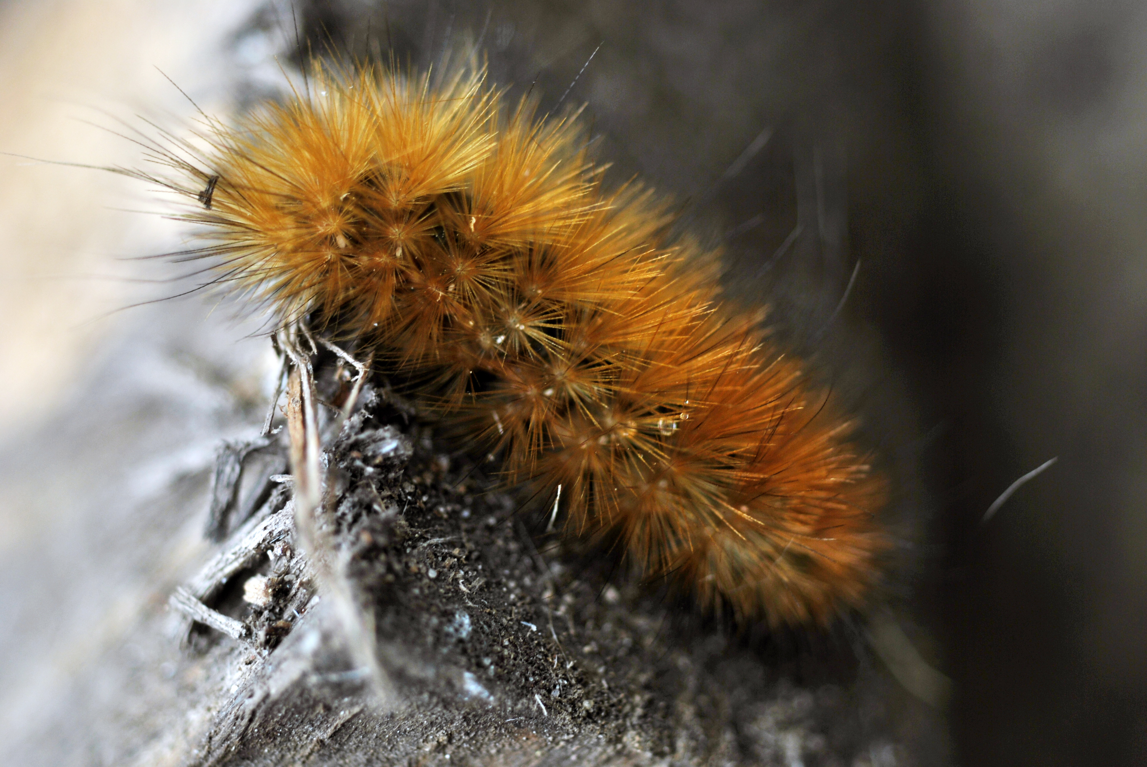 Macro Photography and Photomicroscopy : 9 Steps (with Pictures ...