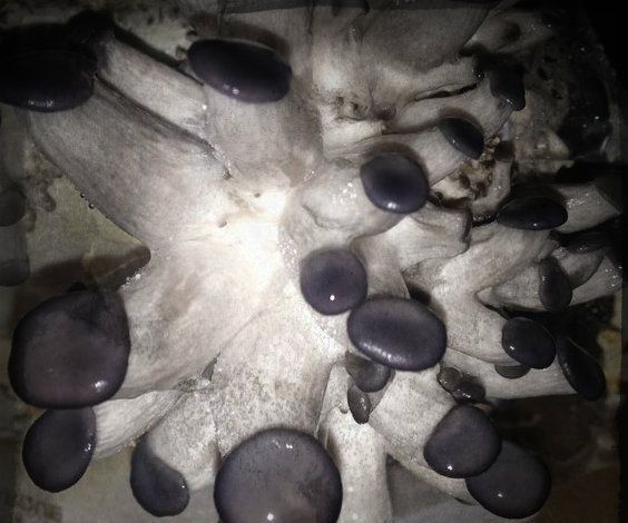 Recycle Paper Into Edible Gourmet Mushrooms : 8 Steps - Instructables