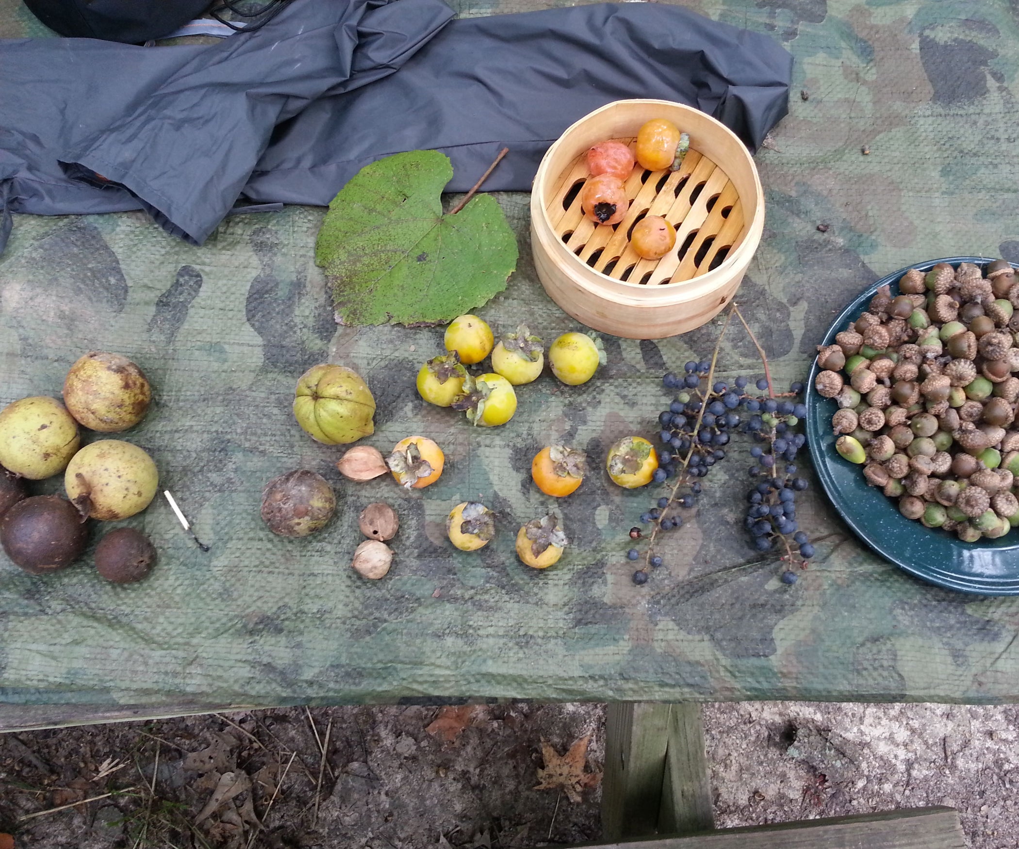 Processing Common Tree Foods: Acorns, Black Walnuts, Hickory Nuts ...