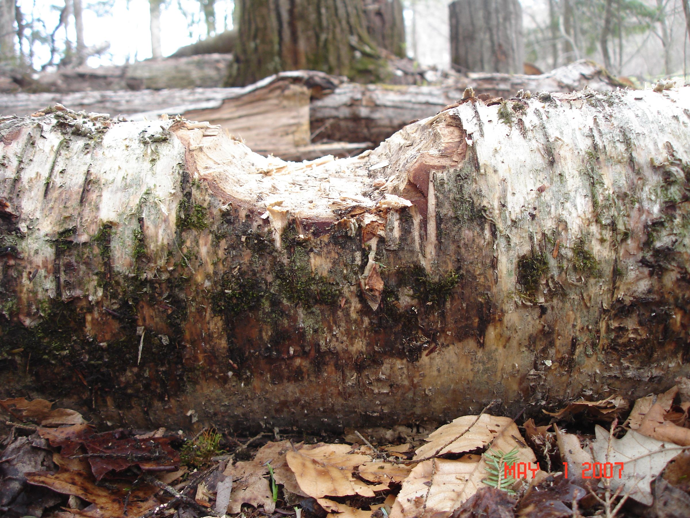 Log Cabin : 6 Steps - Instructables
