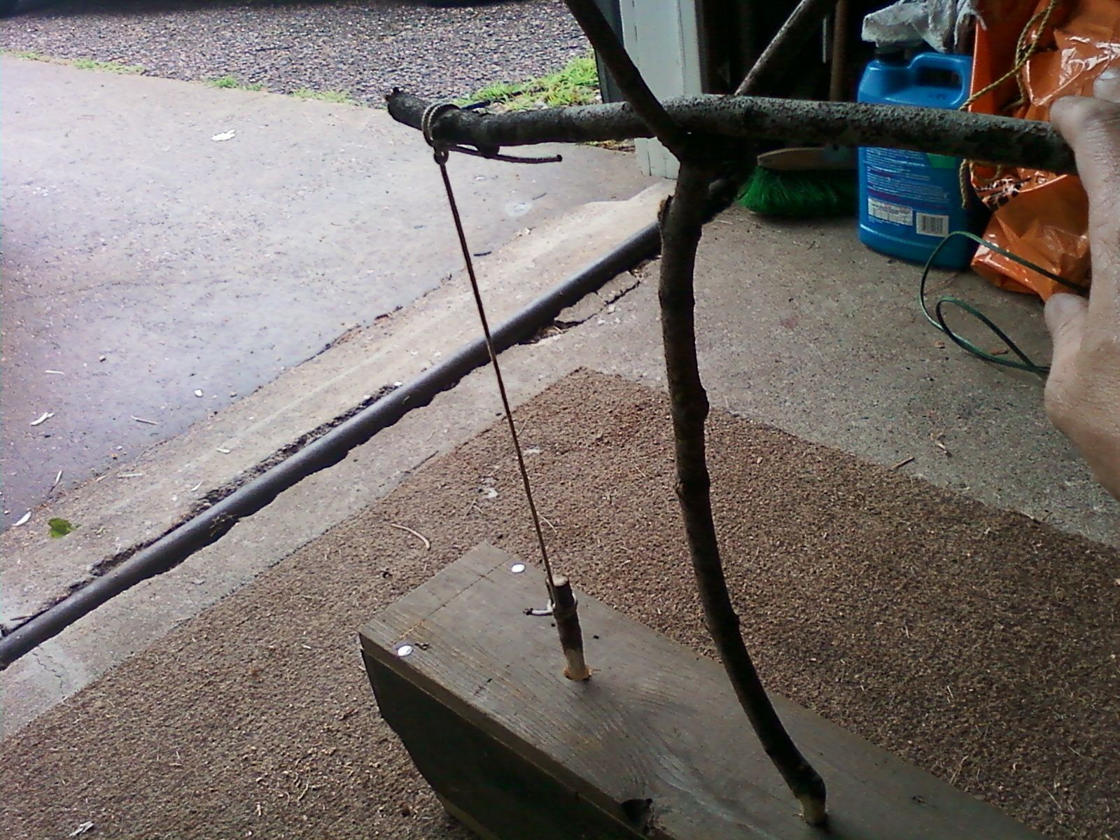 Have Fun Humanely Catching That Pesky Rabbit in Your Summer Vegetable ...