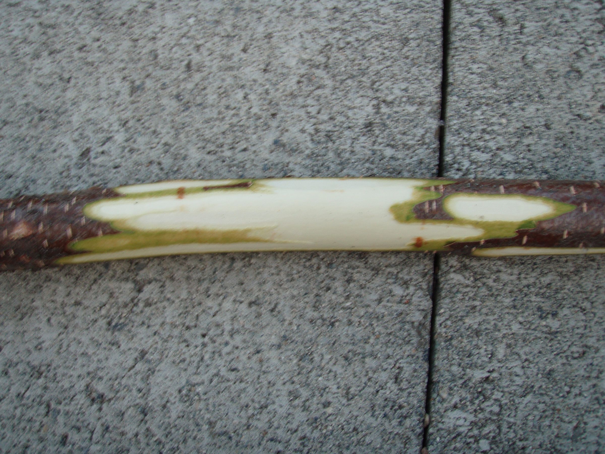 Carve a Staff / Walking Stick : 16 Steps (with Pictures) - Instructables