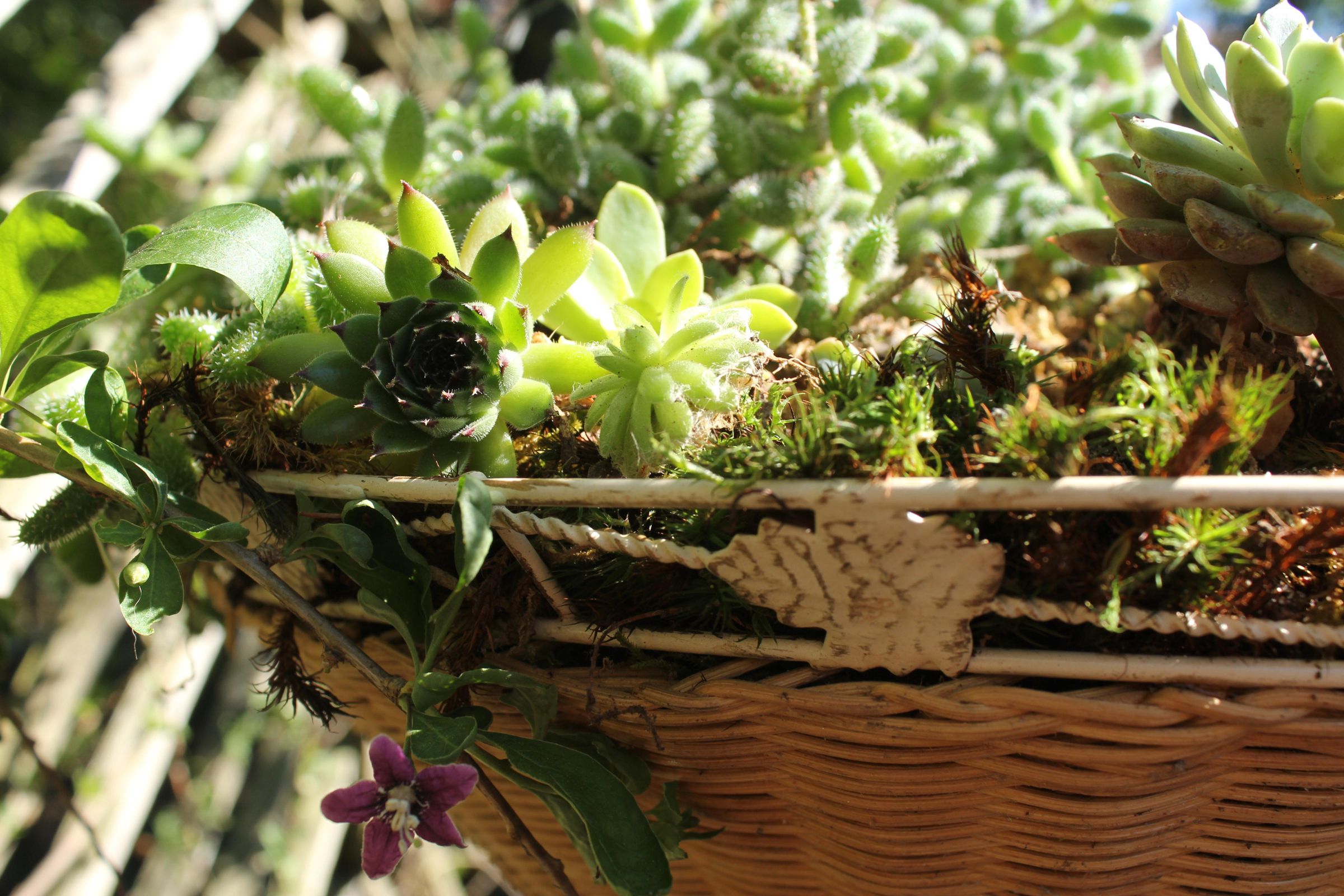 Lampshade to Planter Conversion : 6 Steps (with Pictures) - Instructables