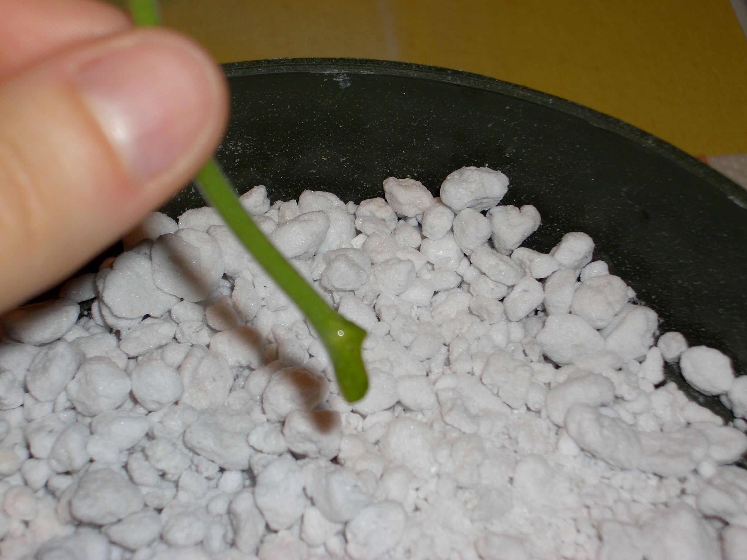 Rooting Plant Cuttings : 12 Steps - Instructables