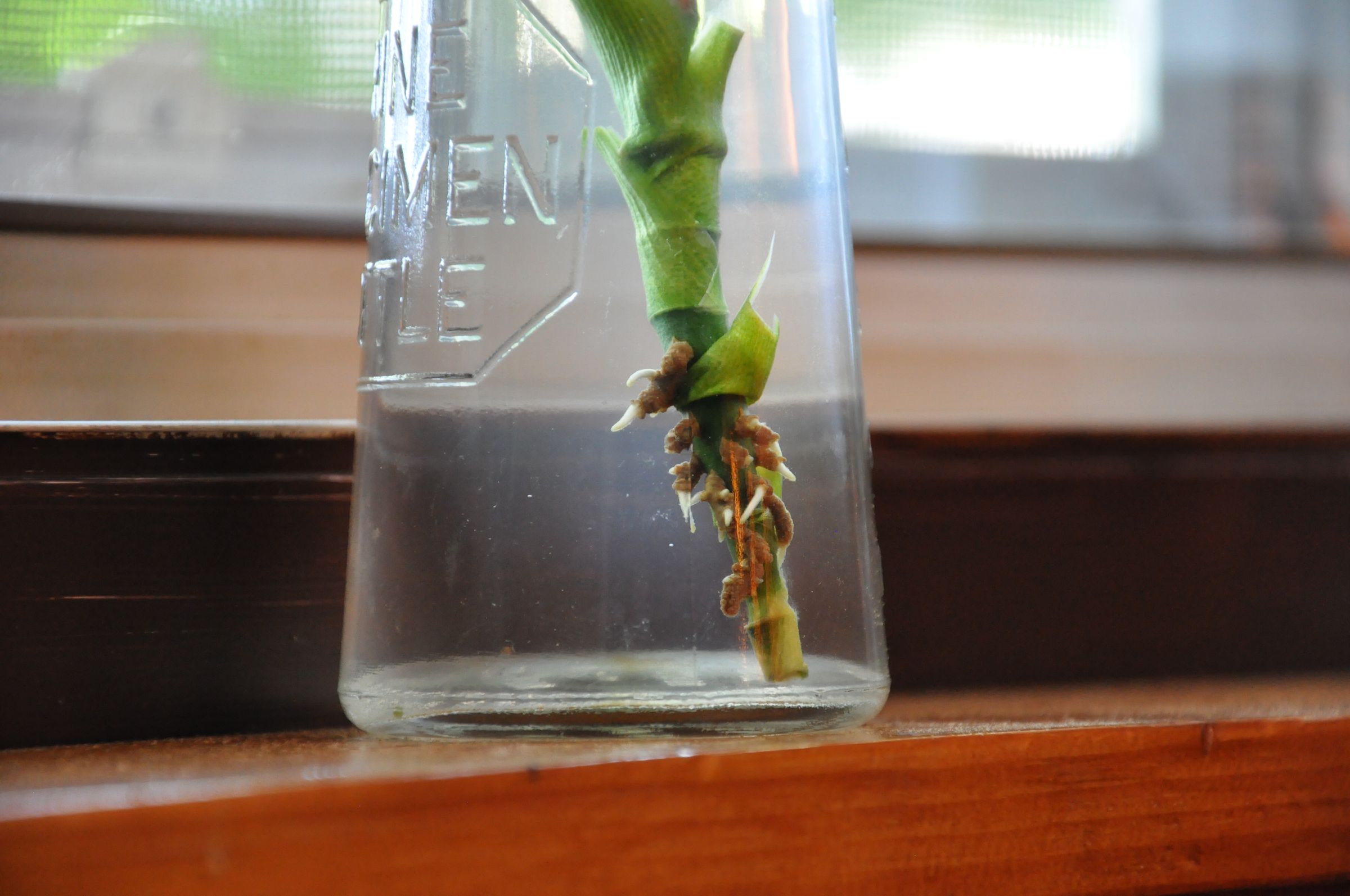 Cloning Your Bamboo : 7 Steps (with Pictures) - Instructables