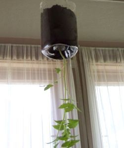 Matt's Original Inverted Planter A.k.a IPlanter. : 15 Steps (with ...