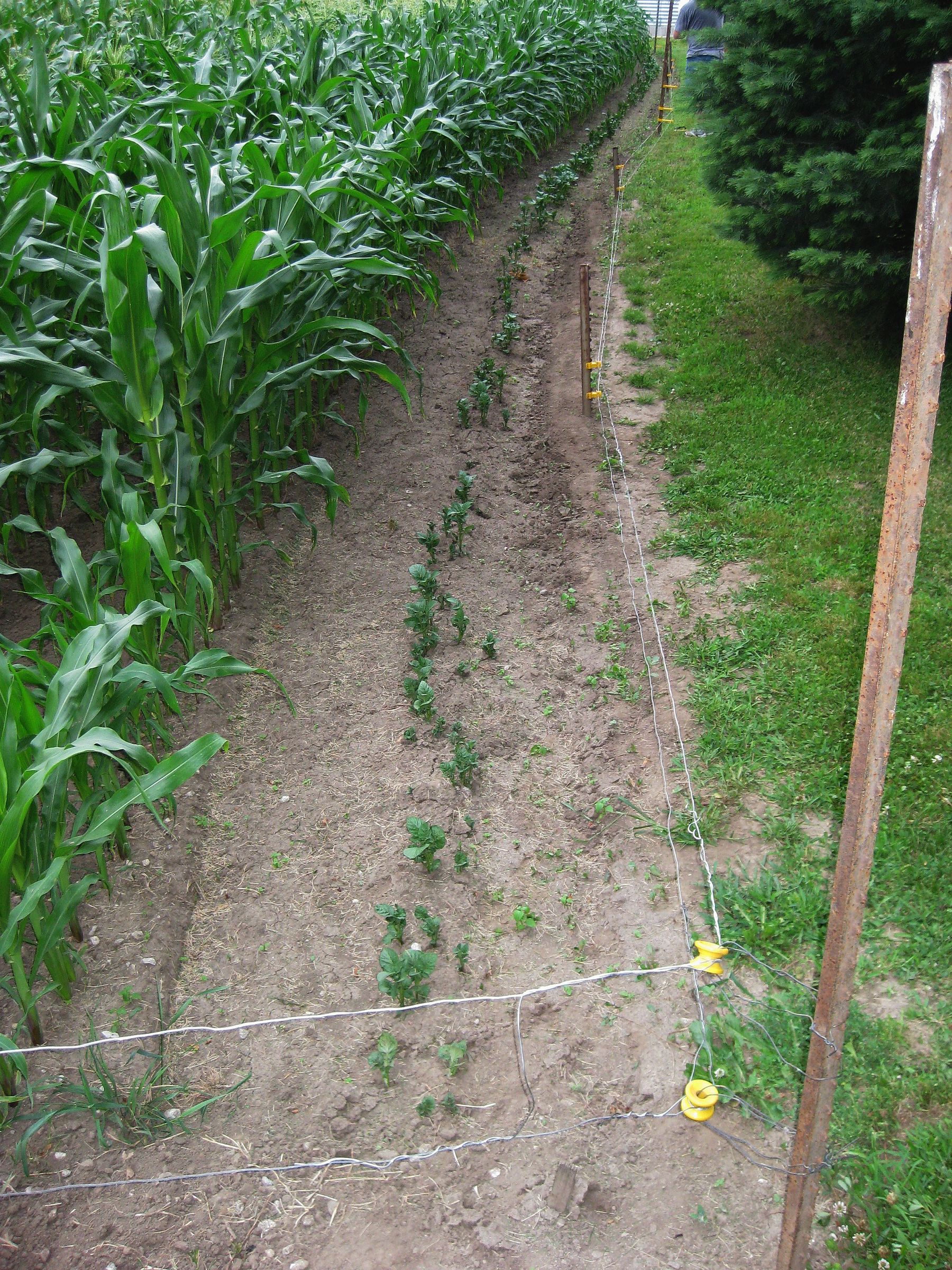 How to Install an Electric Fence : 7 Steps (with Pictures) - Instructables