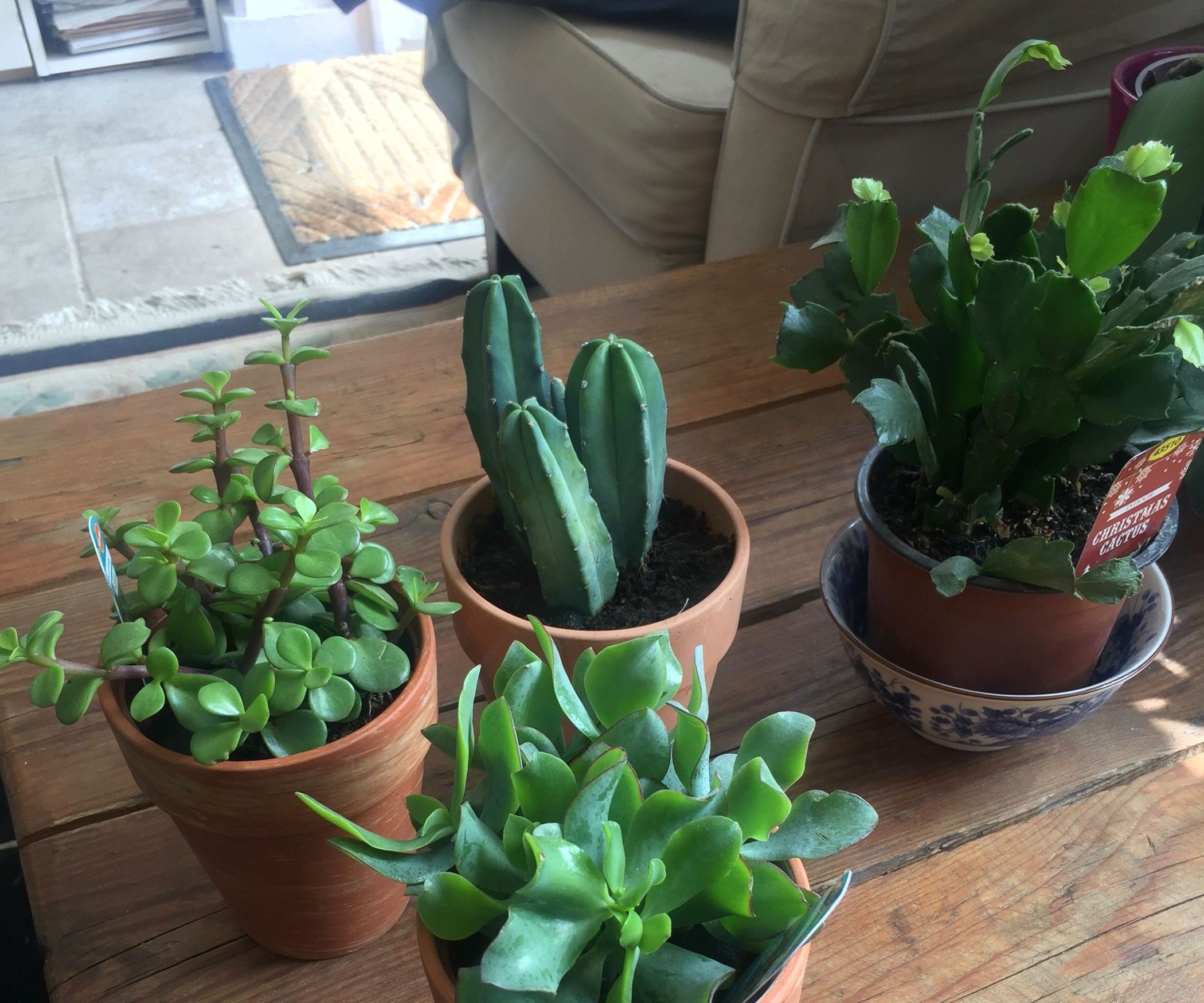 Succulent Tray : 4 Steps - Instructables