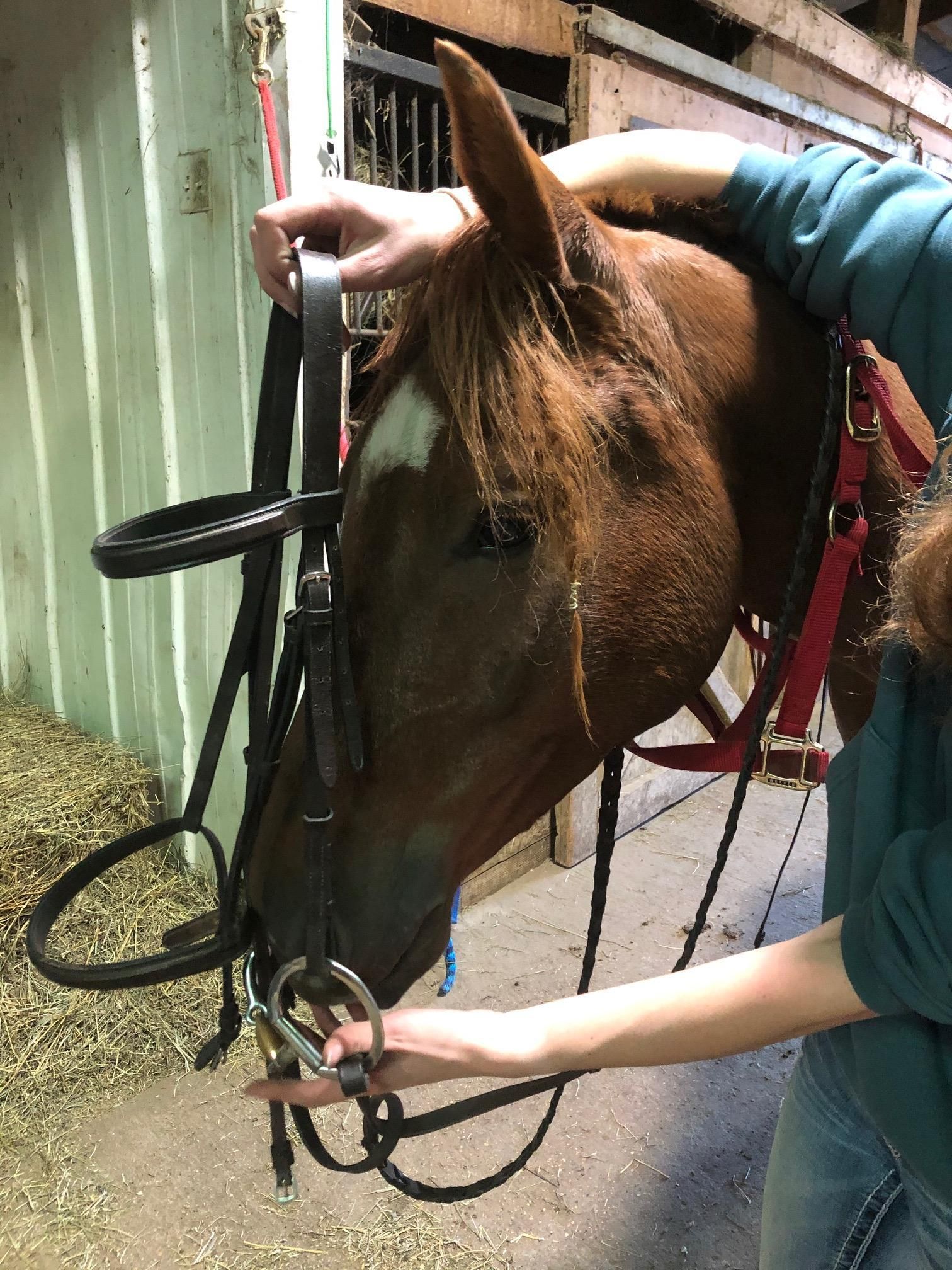 Tacking Up a Dressage Horse : 7 Steps (with Pictures) - Instructables